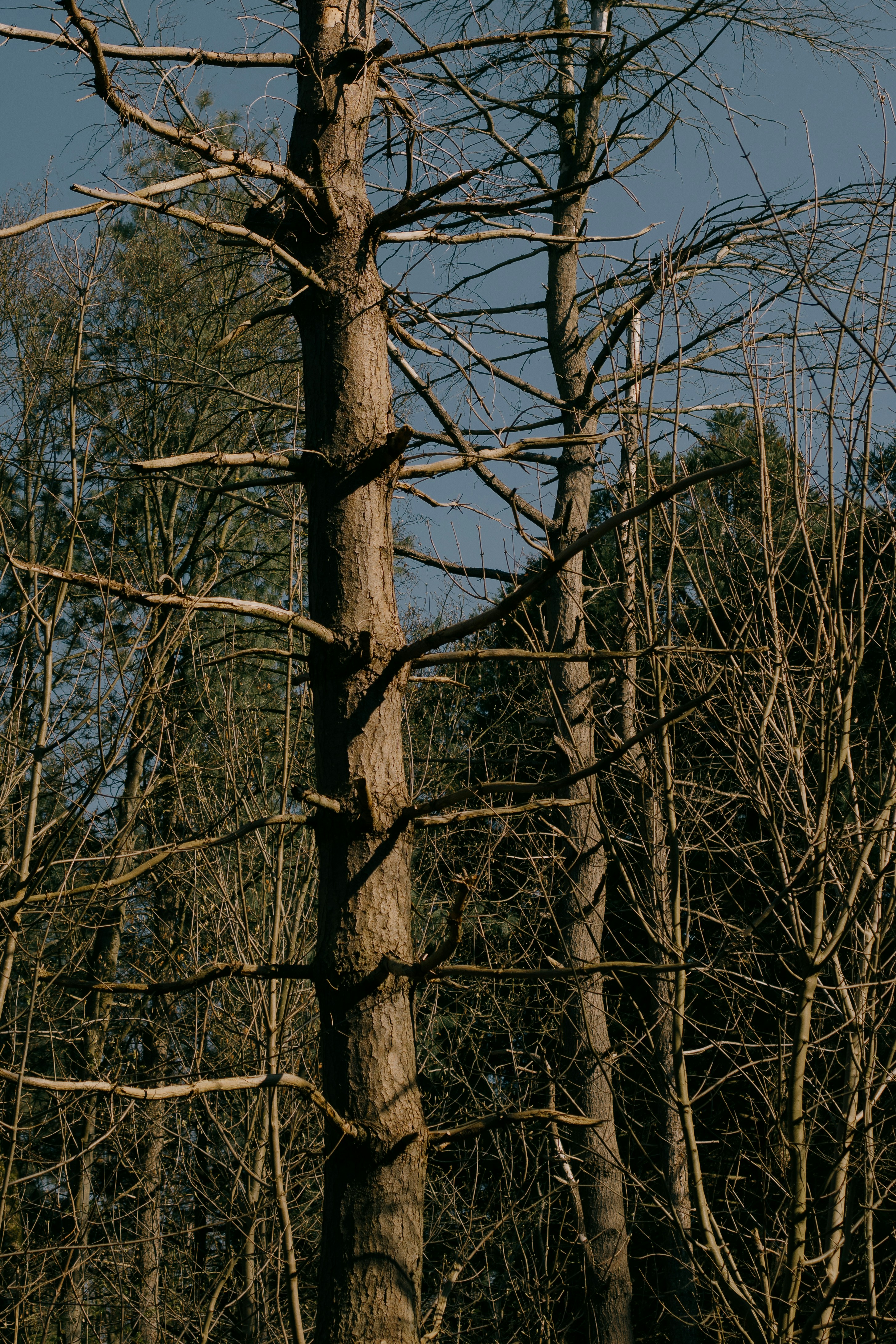 Cadence of Branches: Sunlit trunks against a cobalt sky