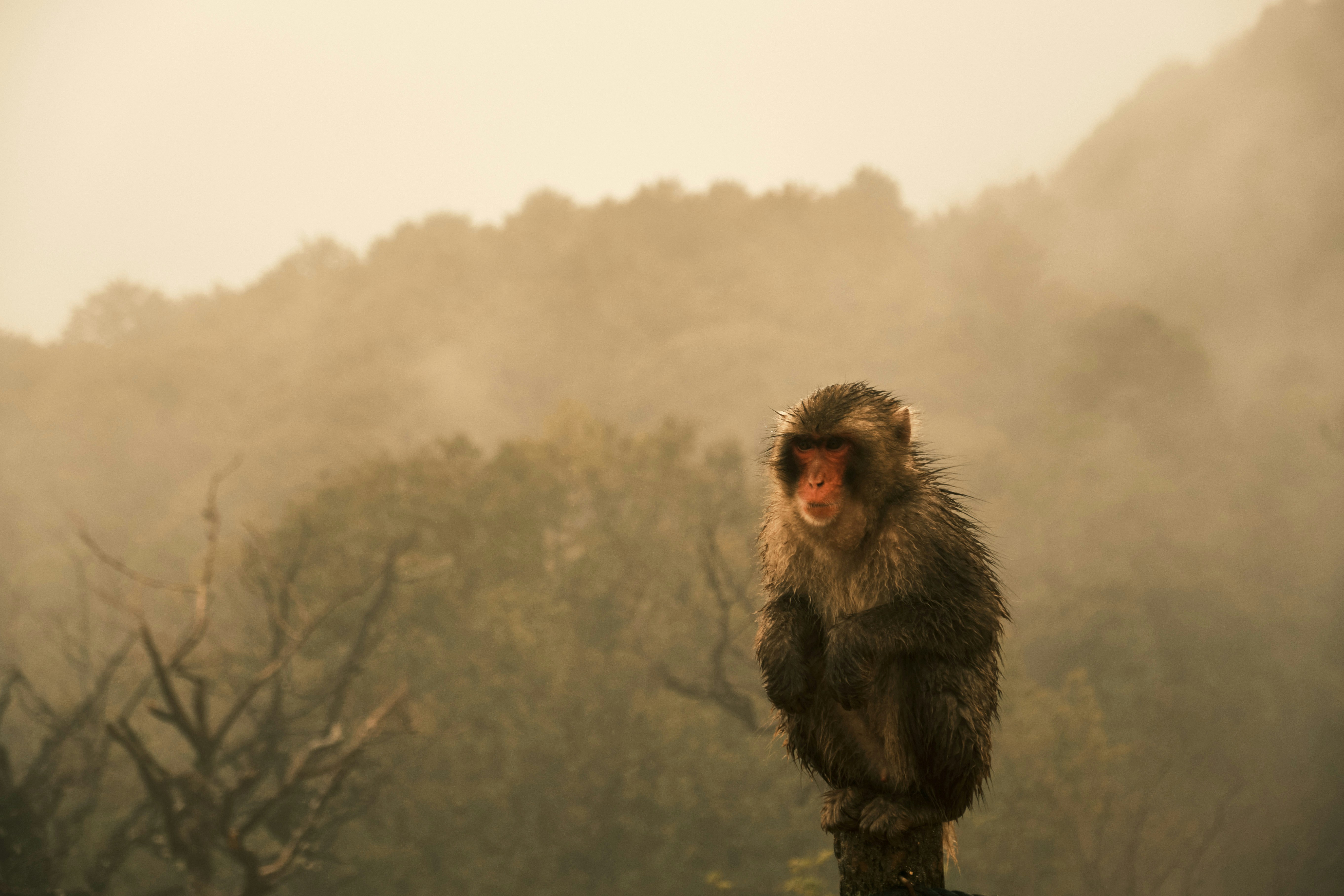 Vigilant Vervet: A lone monkey in misty dawn