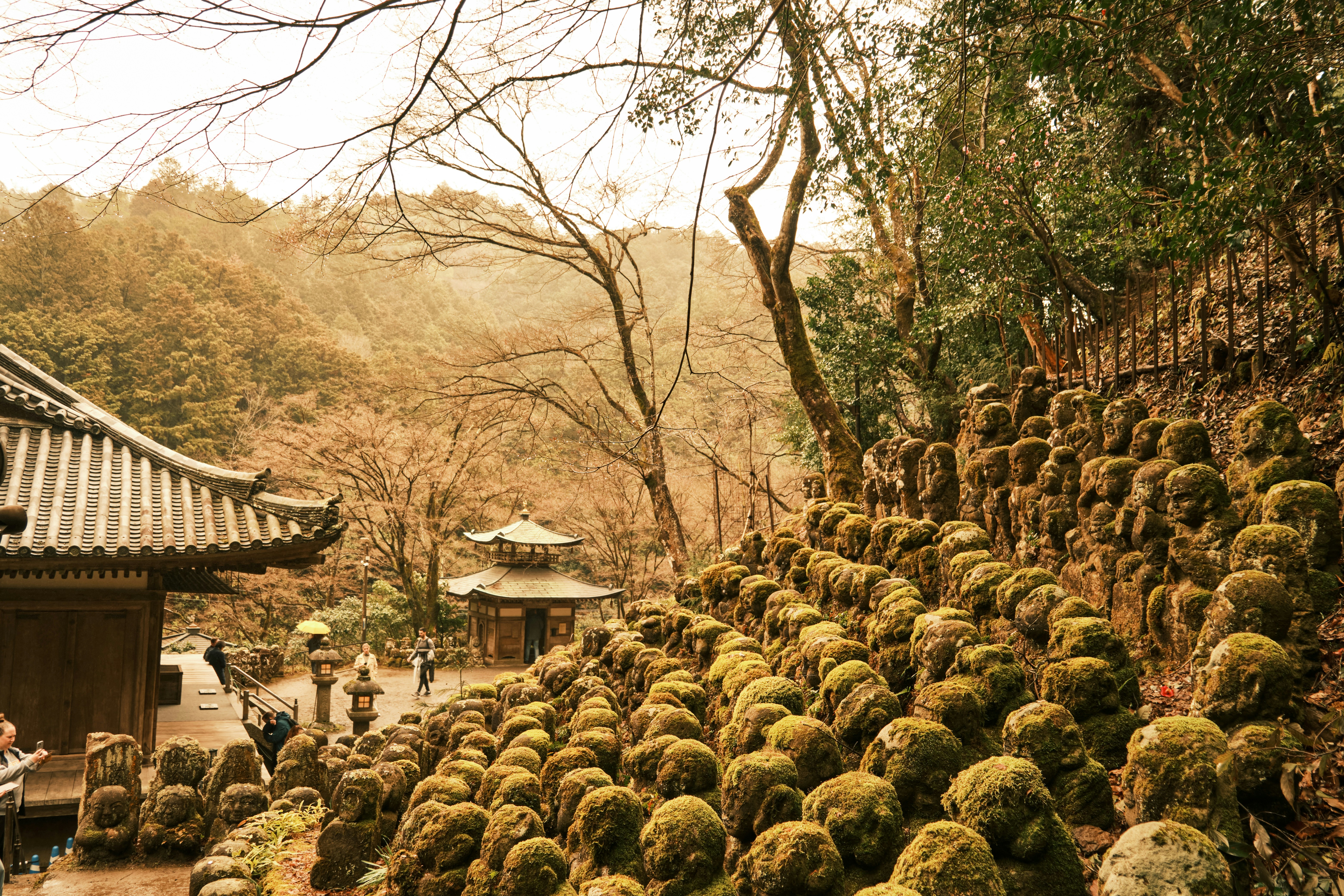 Terraced Moss Balls and Temple Path in Autumn Hollow