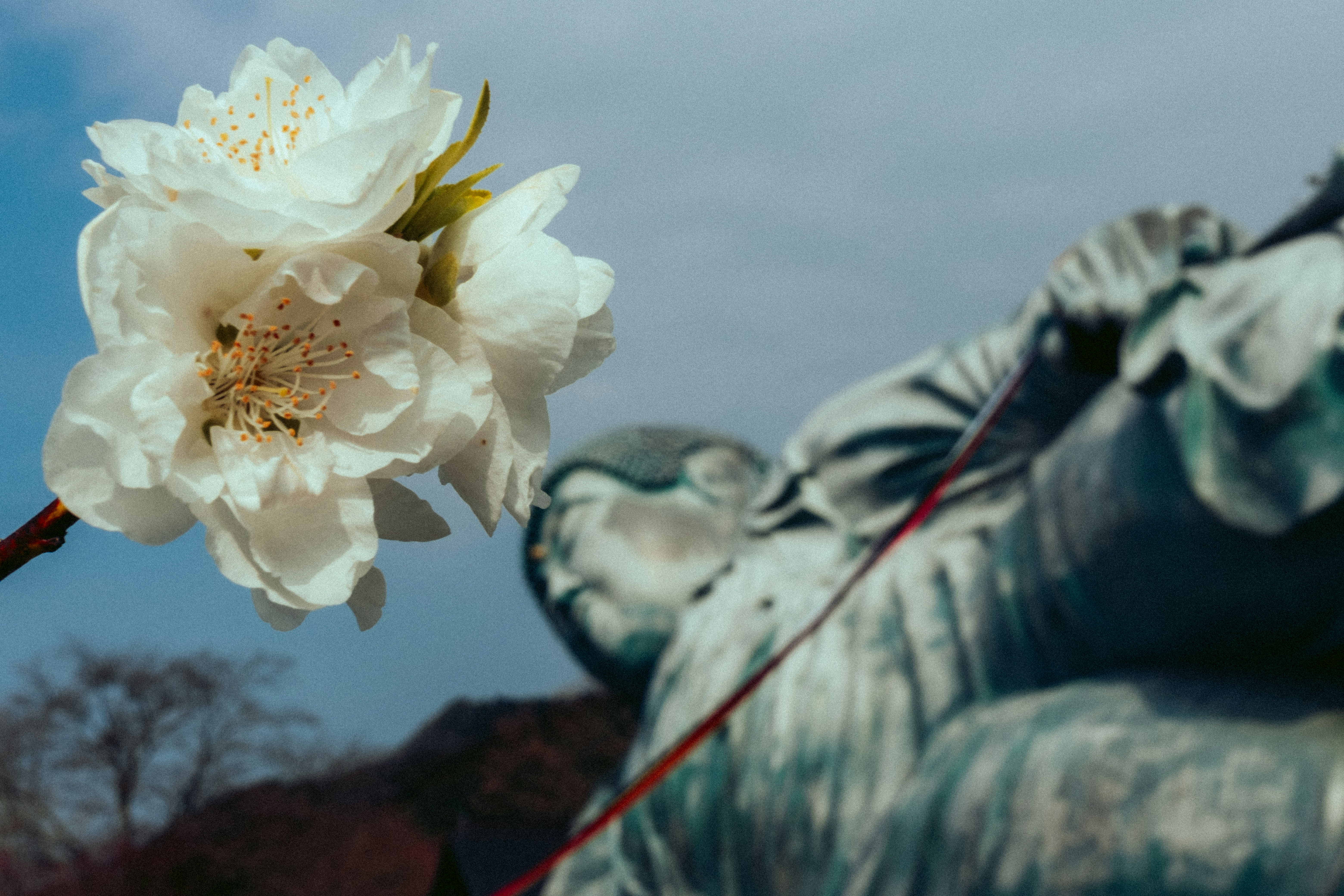 Blossom meets Giant: A White Flower Against a Sculpted Blue Backdrop