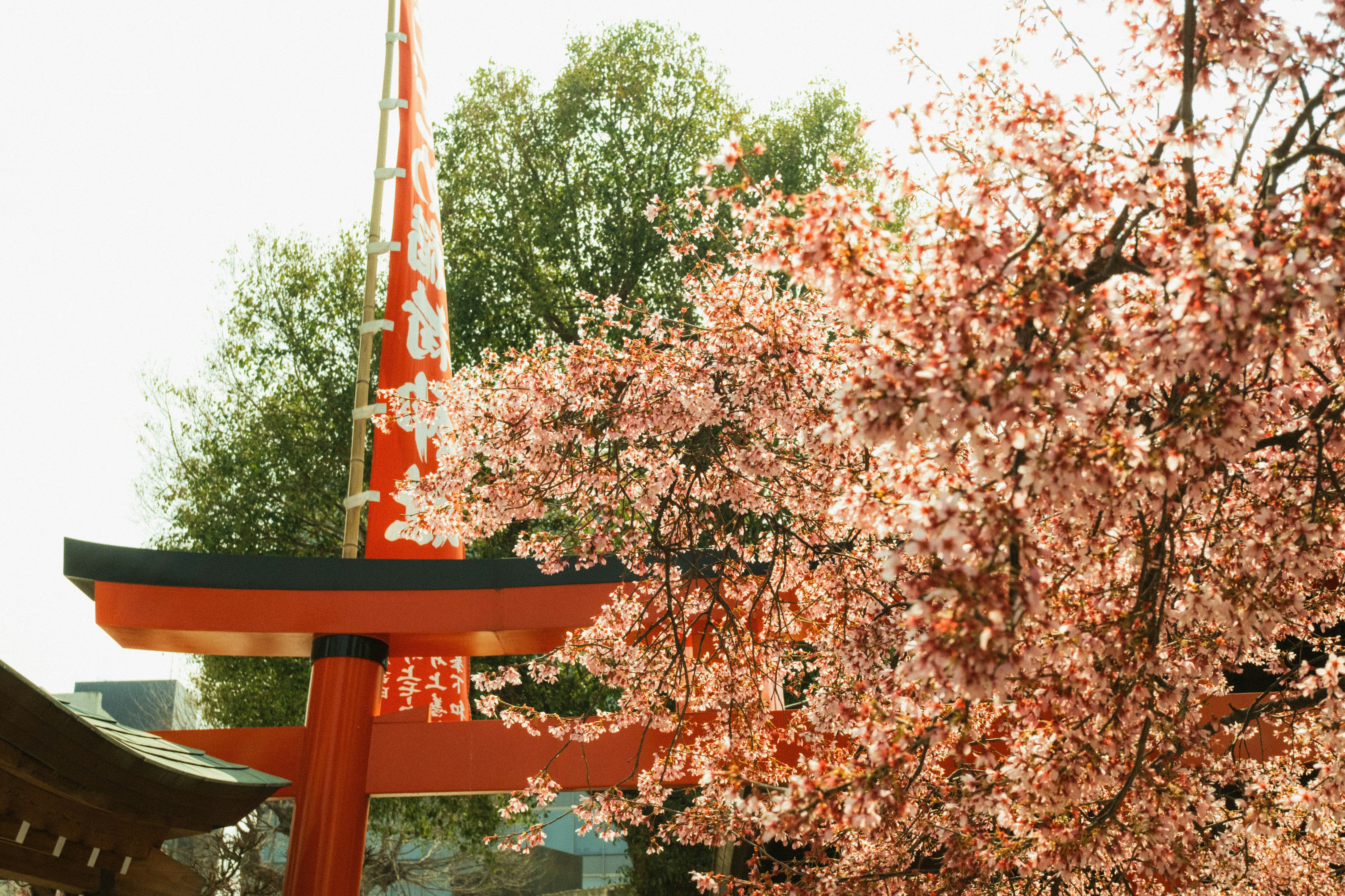Crimson Torii Amid Cherry Bloom