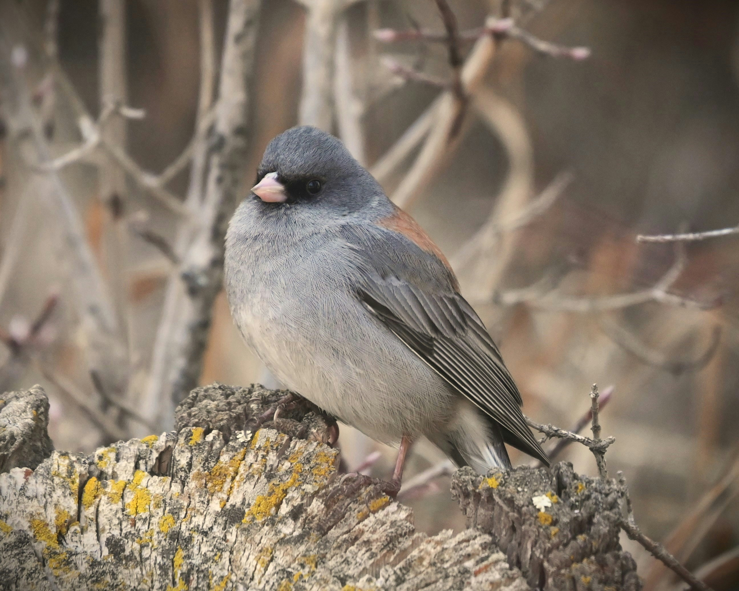 Perched Chiaroscuro: A Gray Finch on Weathered Bark