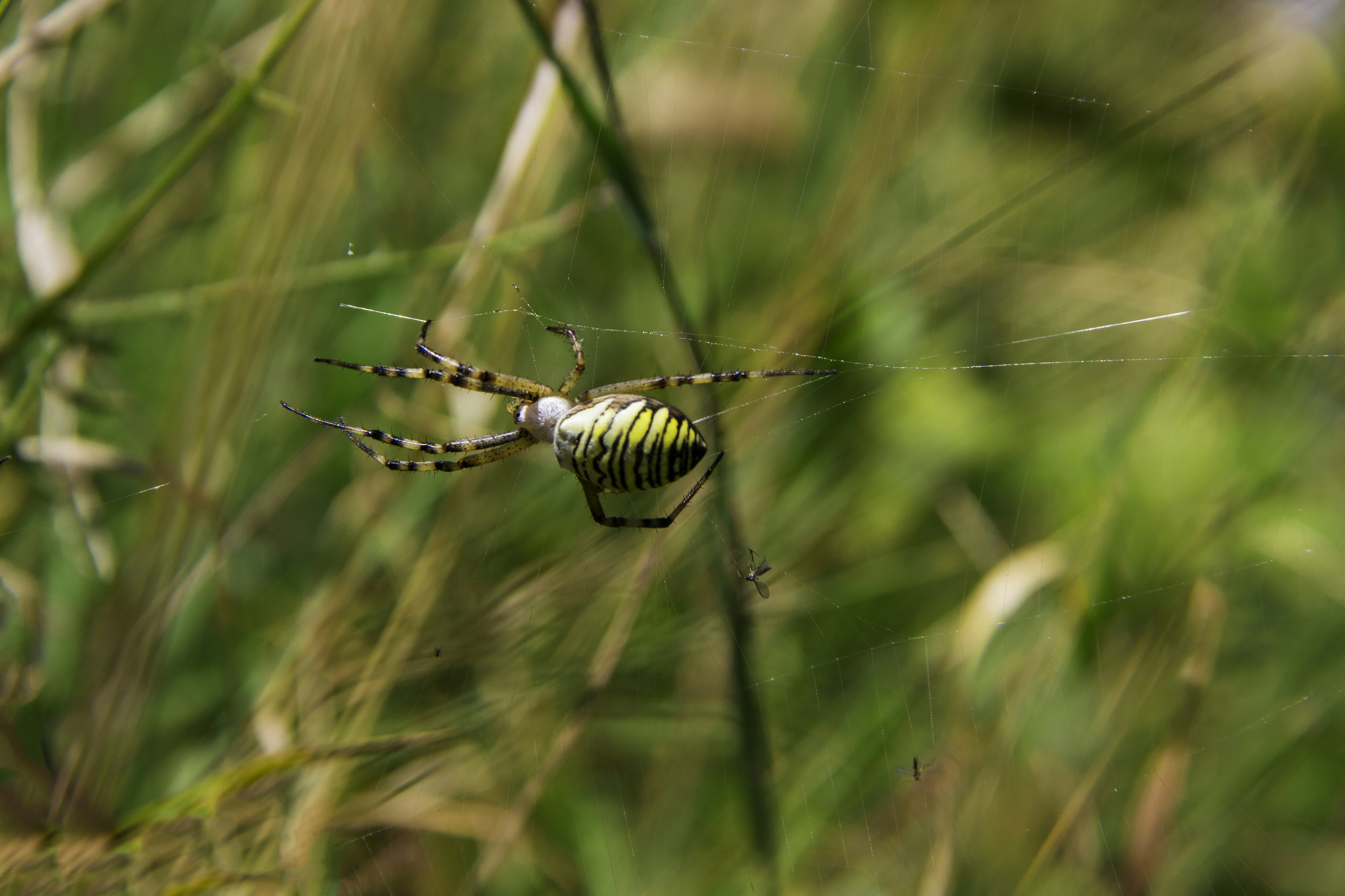 A Golden Orb Spider in a Web Among Grass Blades