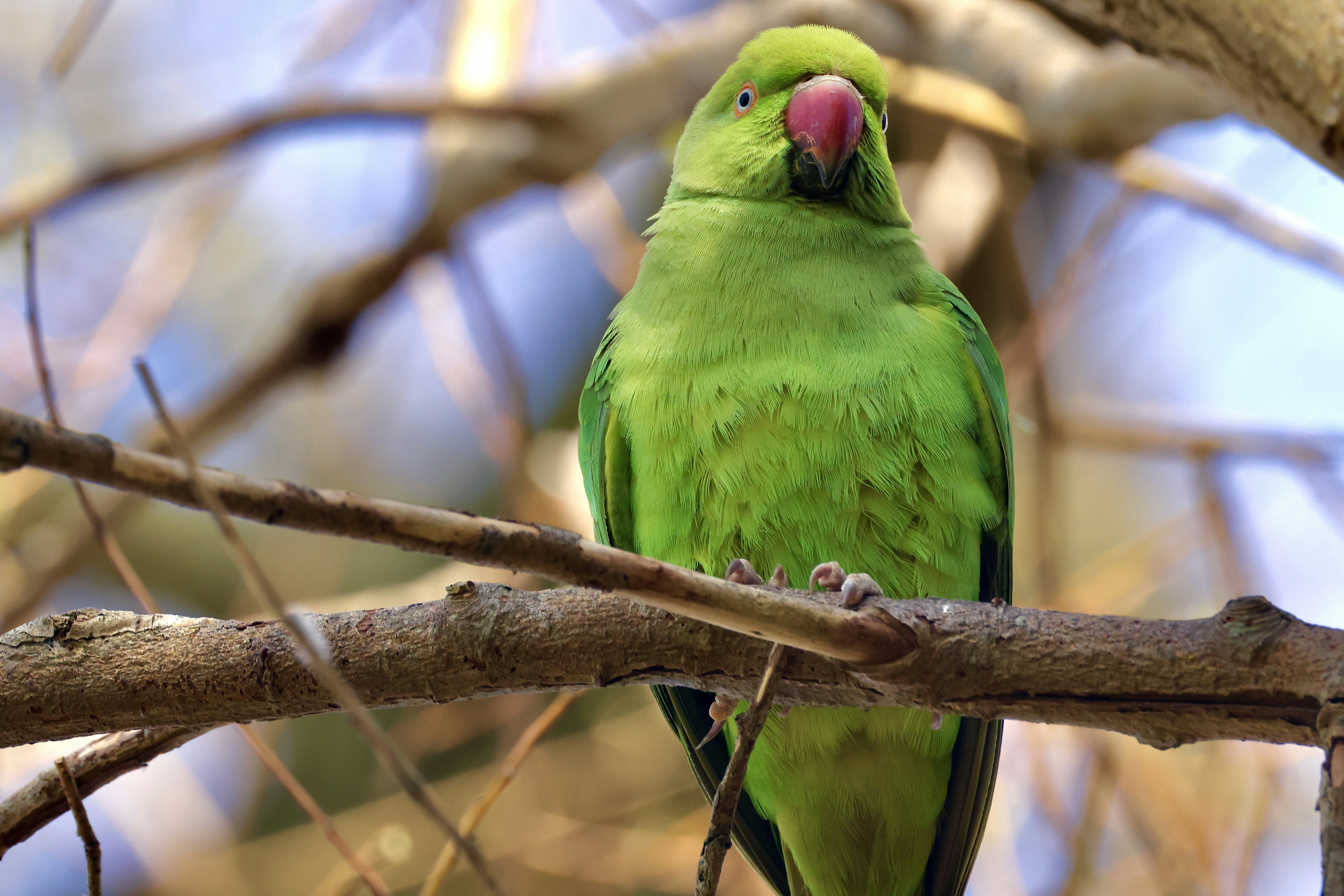 Emerald Beak in a Canopy Moment