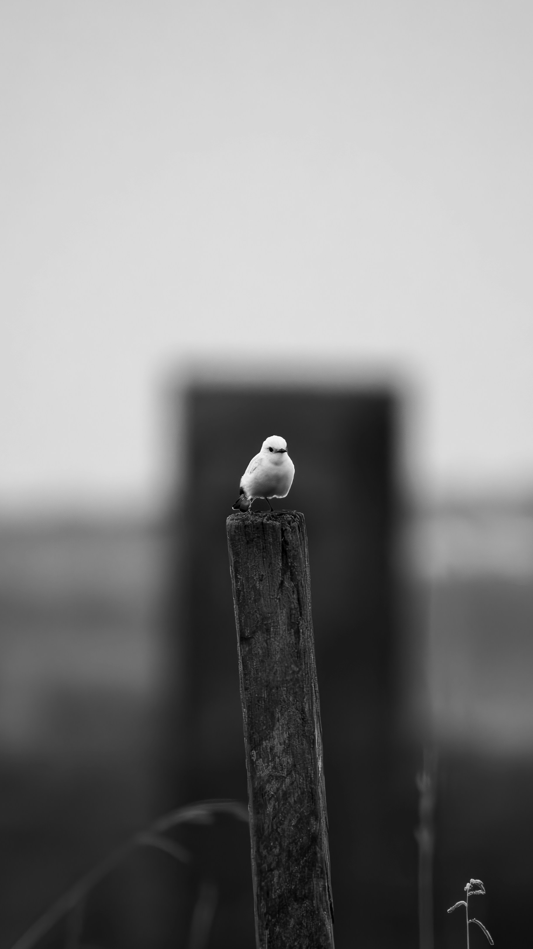 Post on the Pier: A lone seabird on weathered timber