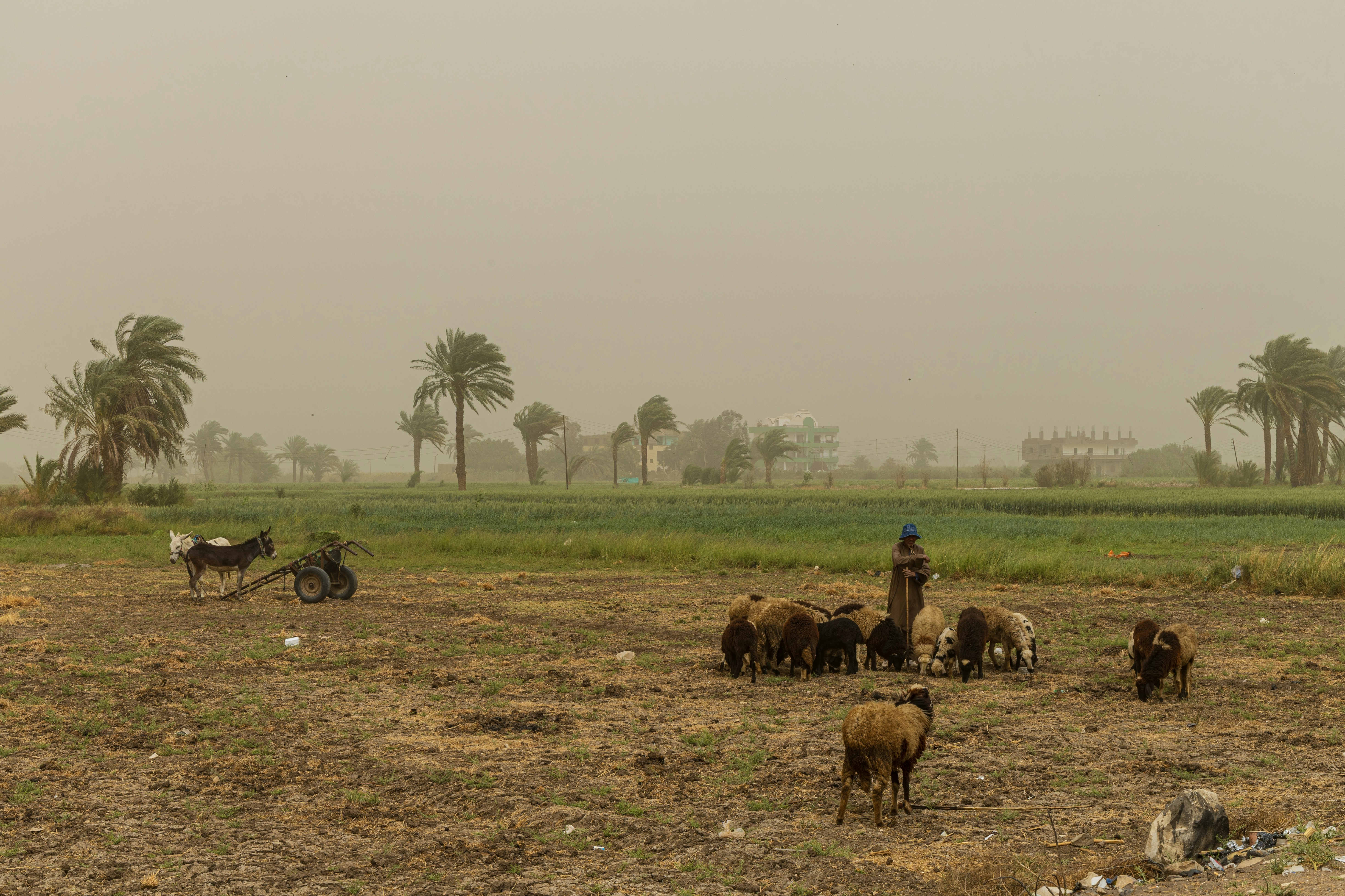 Pastoral Focus: Herding Scene Under Dusty Skies