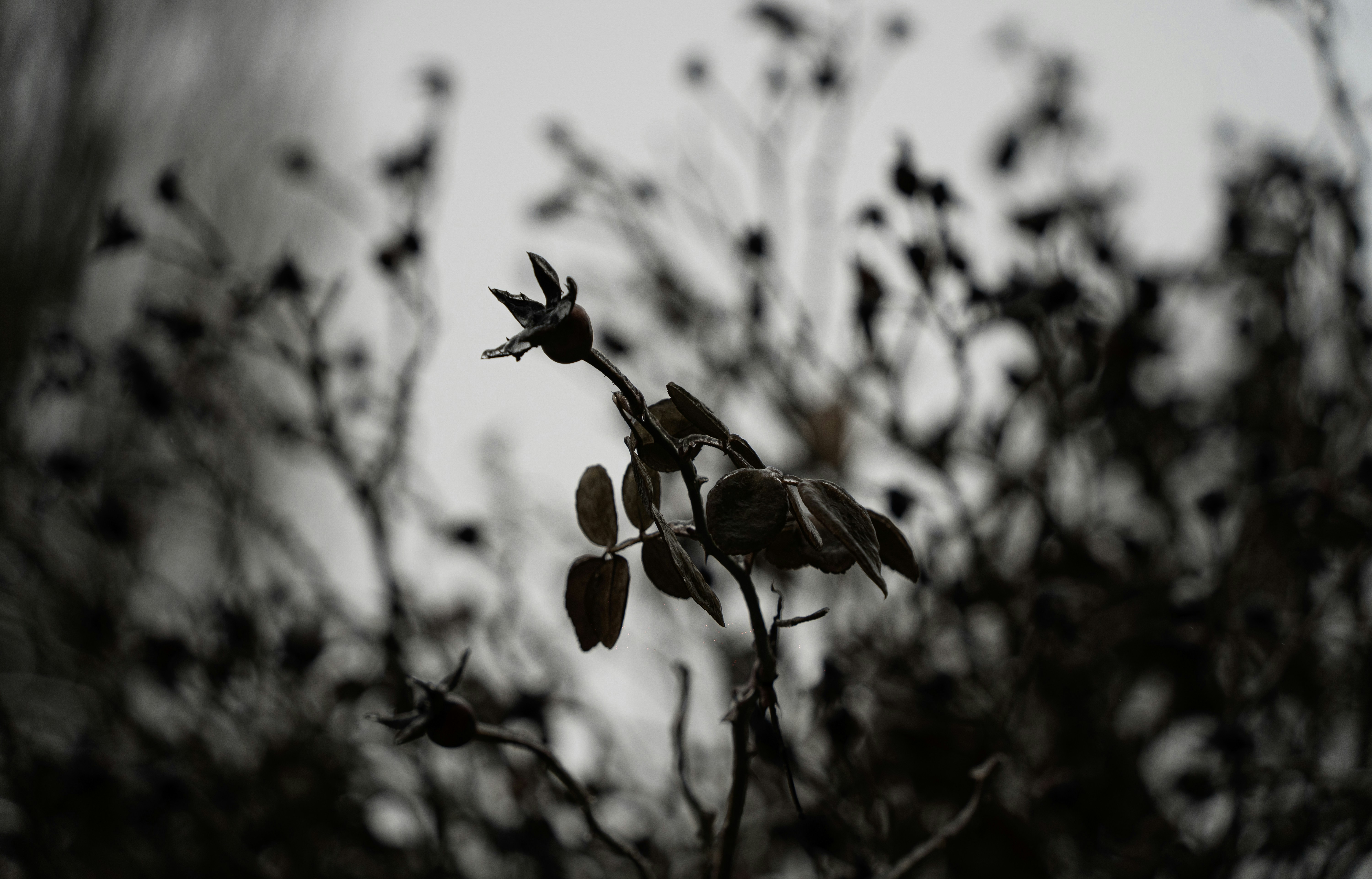 Withered Rose in Autumn Veil