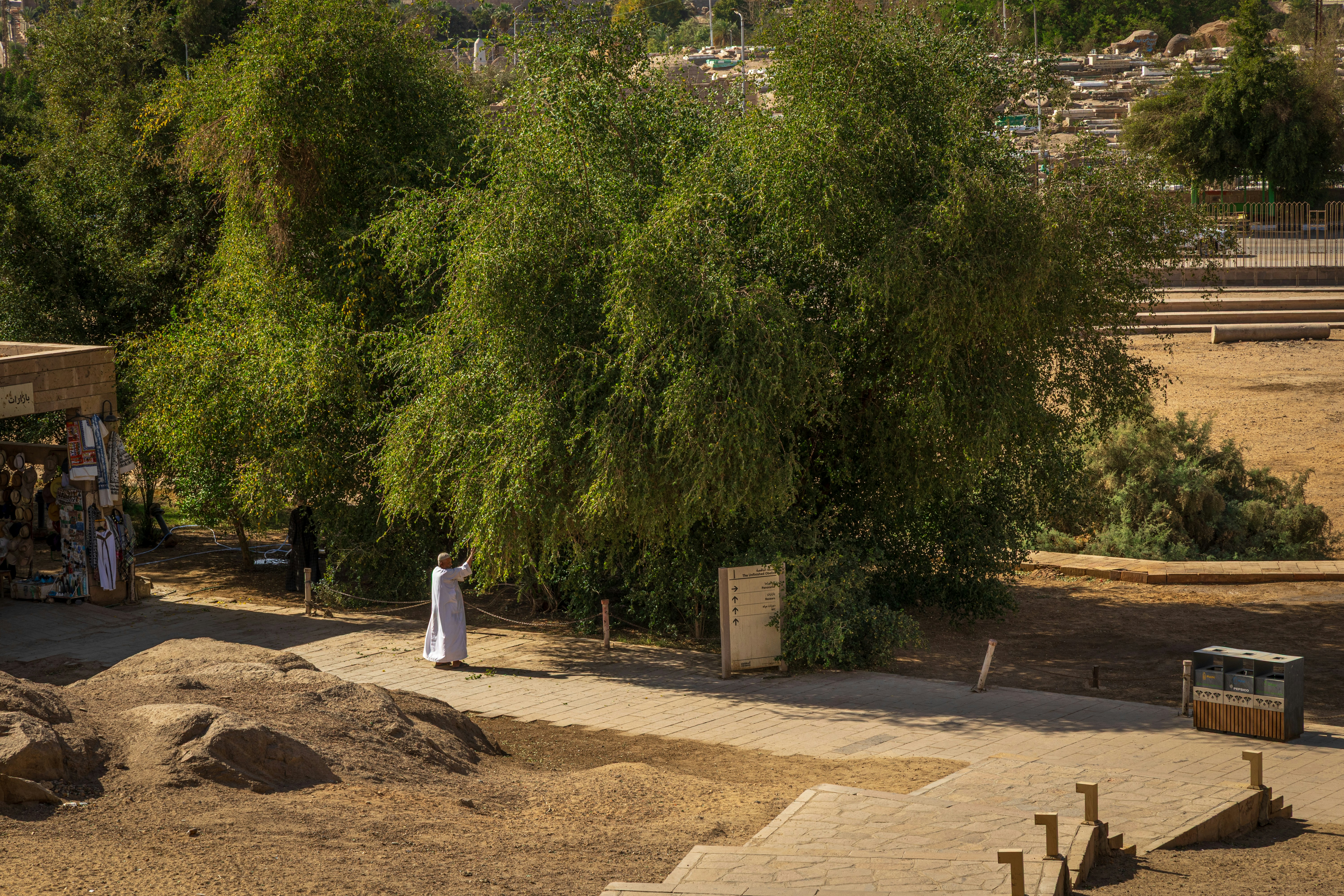 Hidden Fig: A lone figure in a sunlit courtyard beneath a canopy of trees