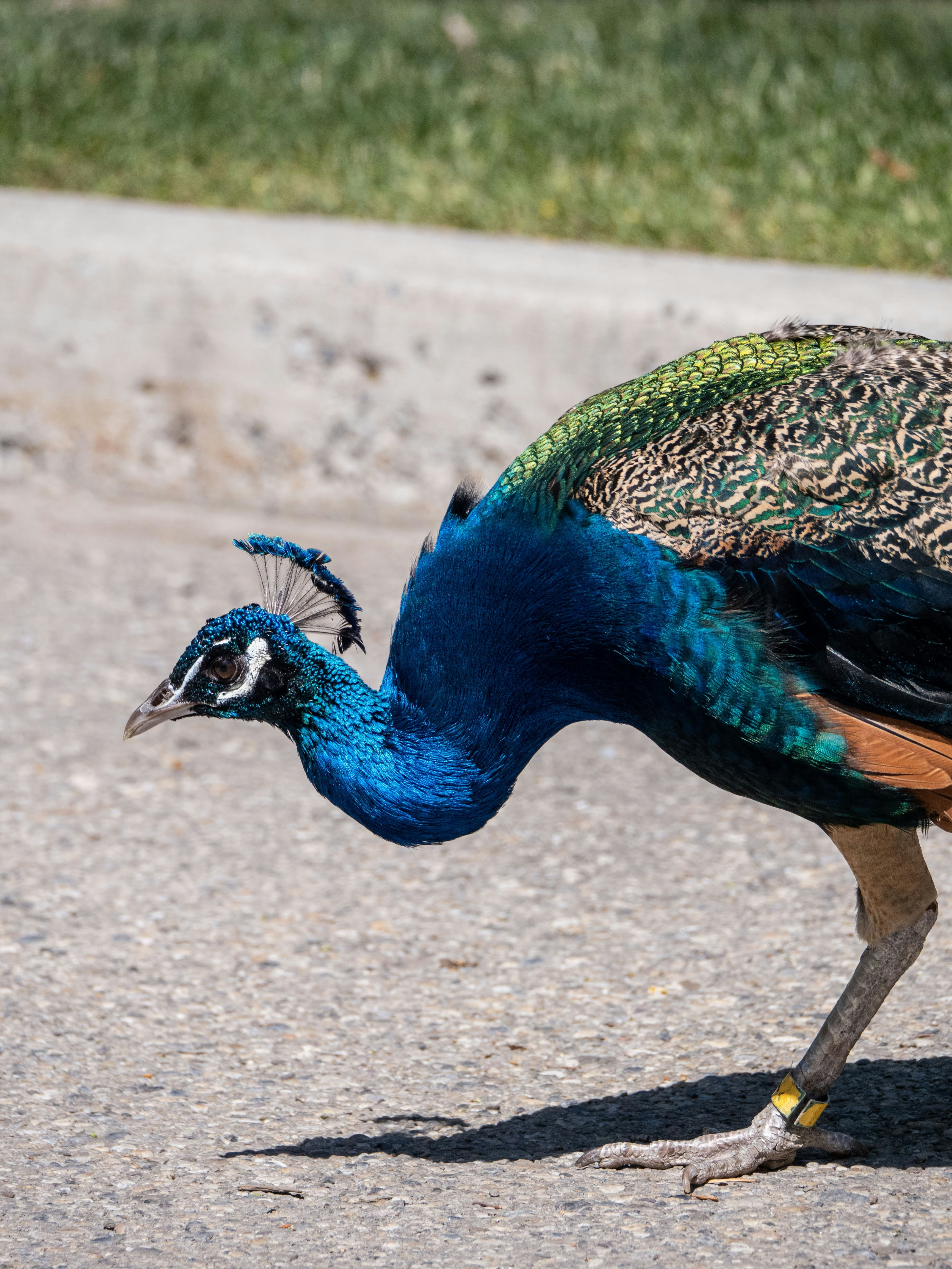 Royal Stride: A Peacock in Motion Across a Concrete Path