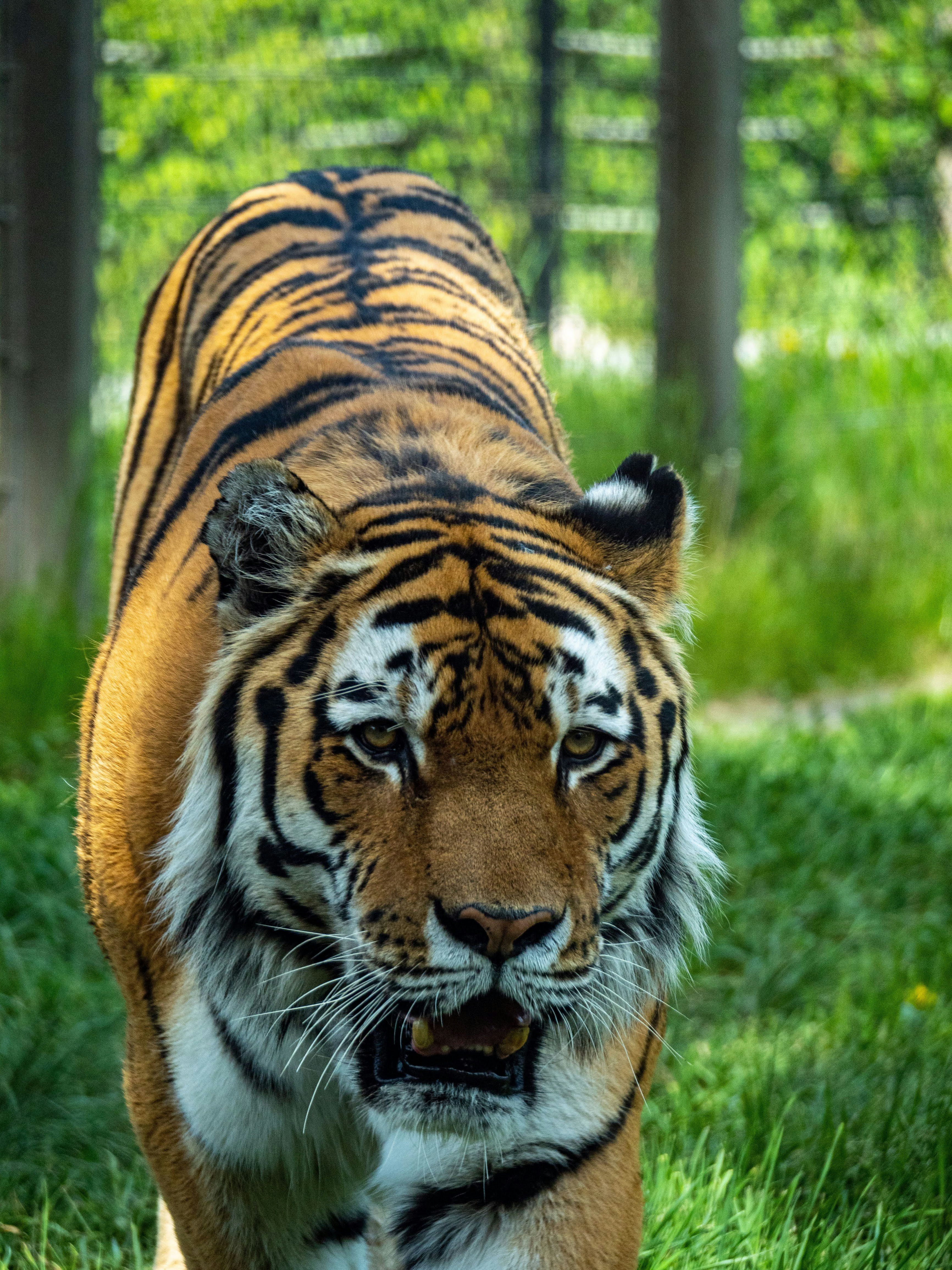 Stalking in the Grass: A Tiger’s Gaze