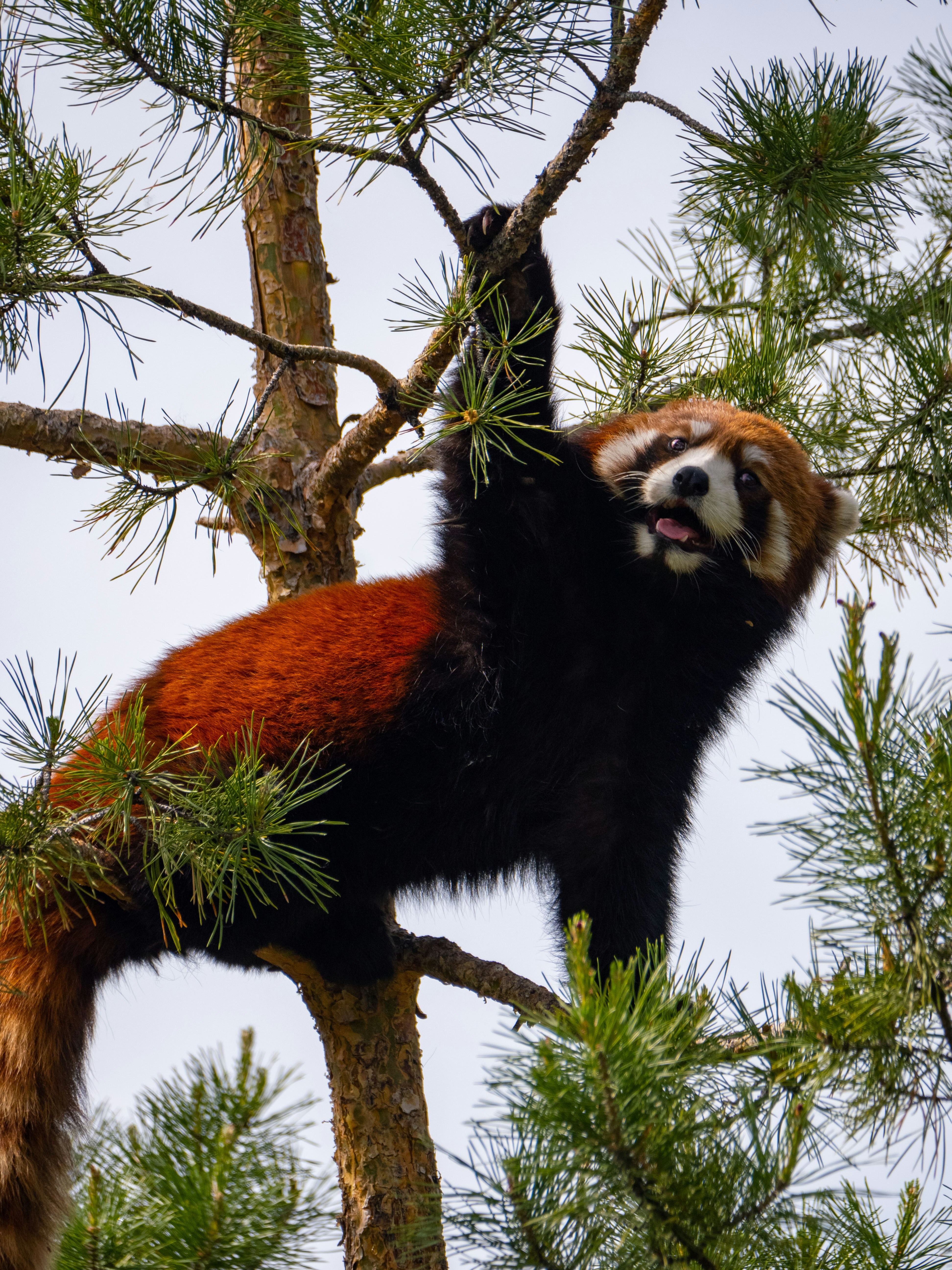 Raccoon Bear in Pine: A Red-Backed Vine of Night Tree