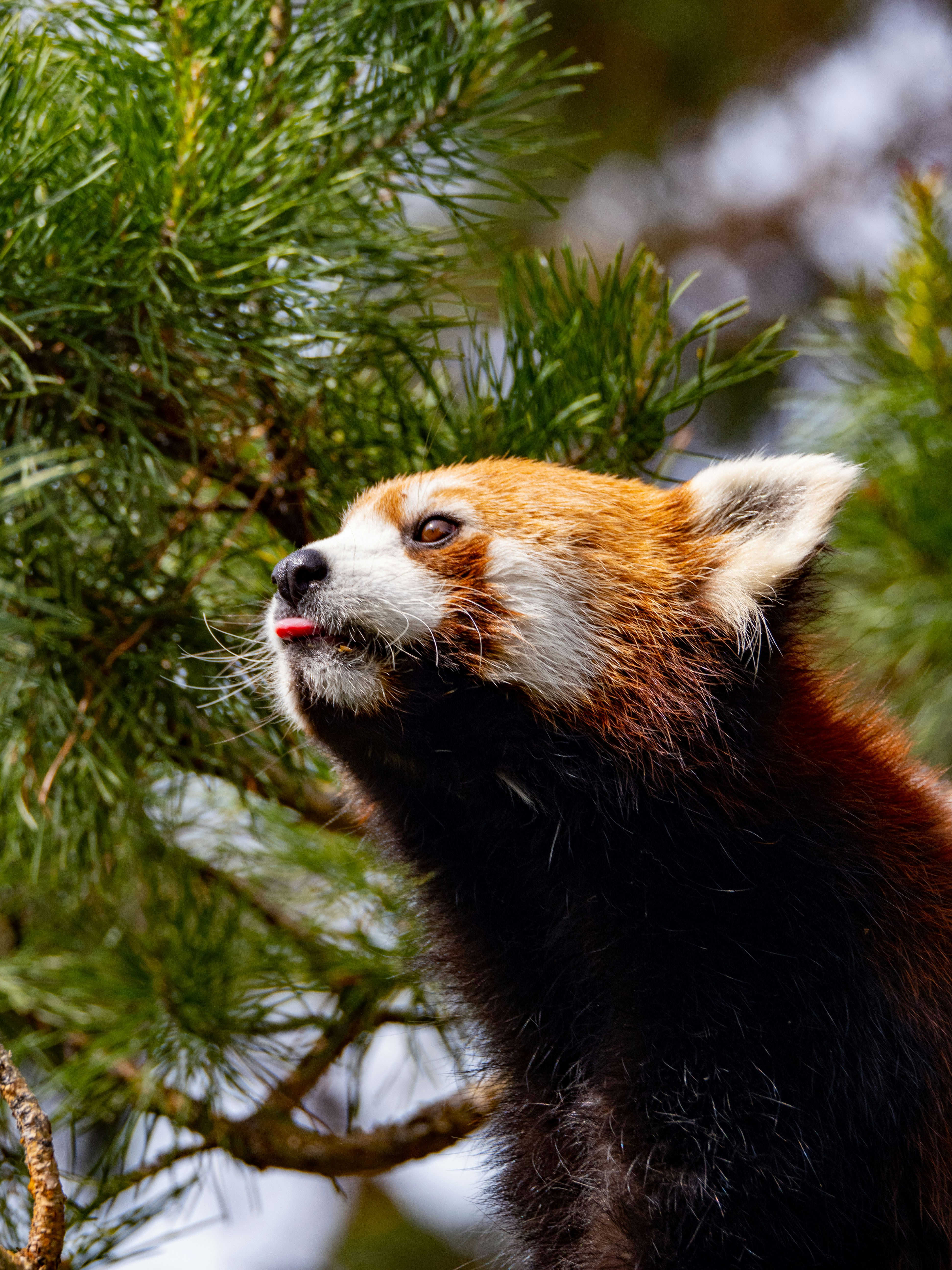Amber Whisker Crown: Red Panda in Needlegreen Light