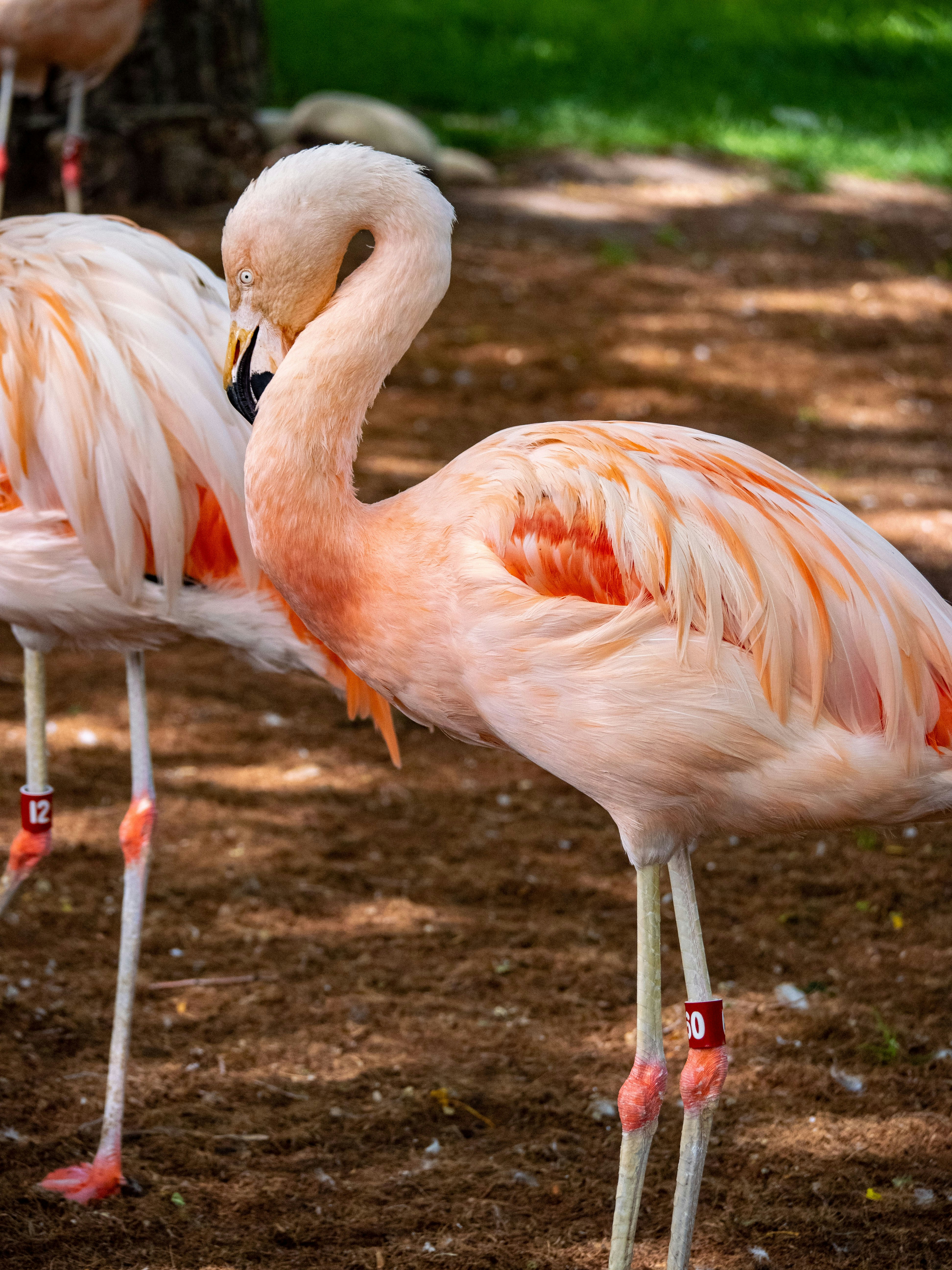 Flamingo in Soft Shade, a Quiet Moment by the Feed