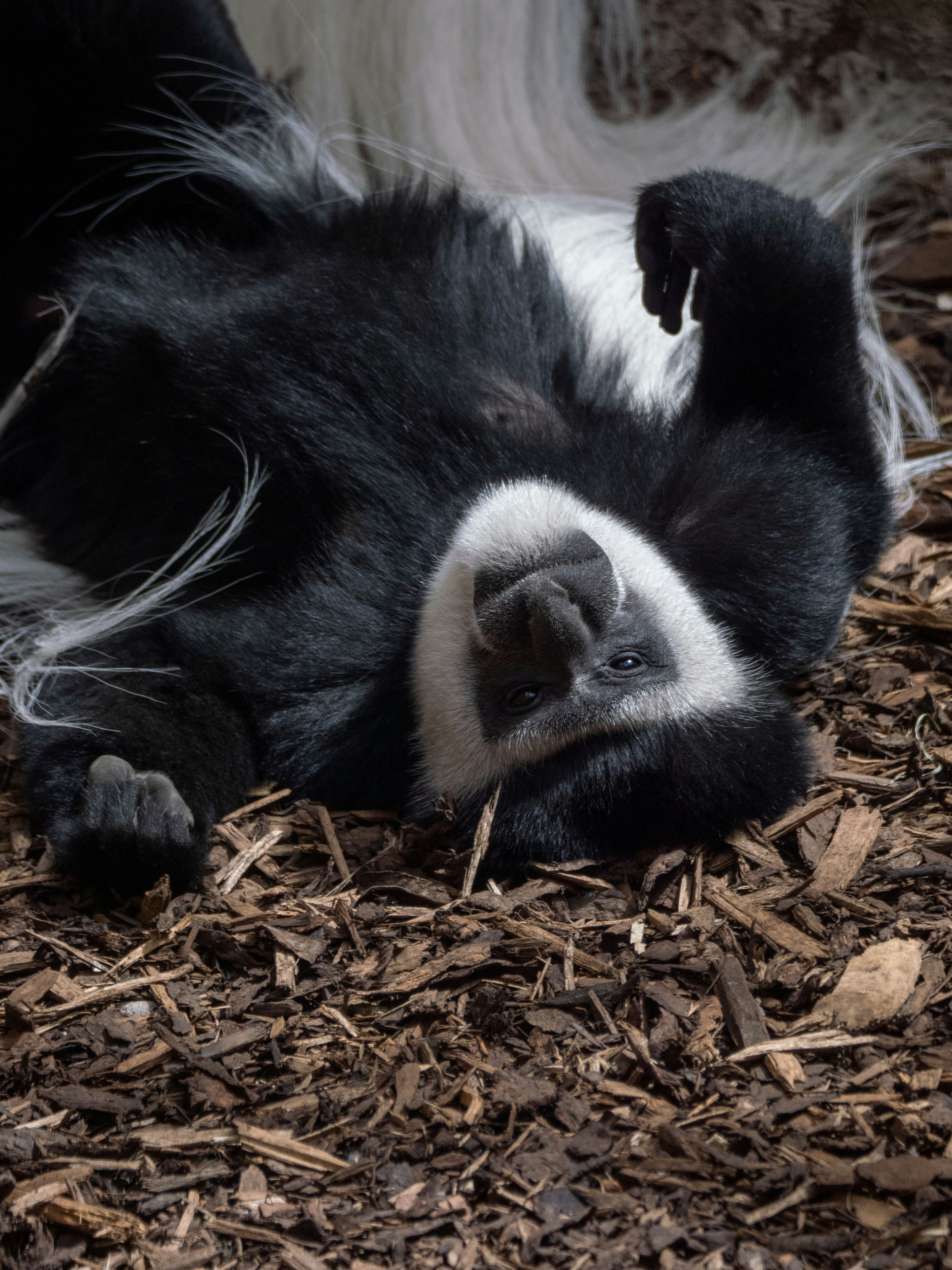 Rolled Onto Back: A Peaceful Panda Among Mulch
