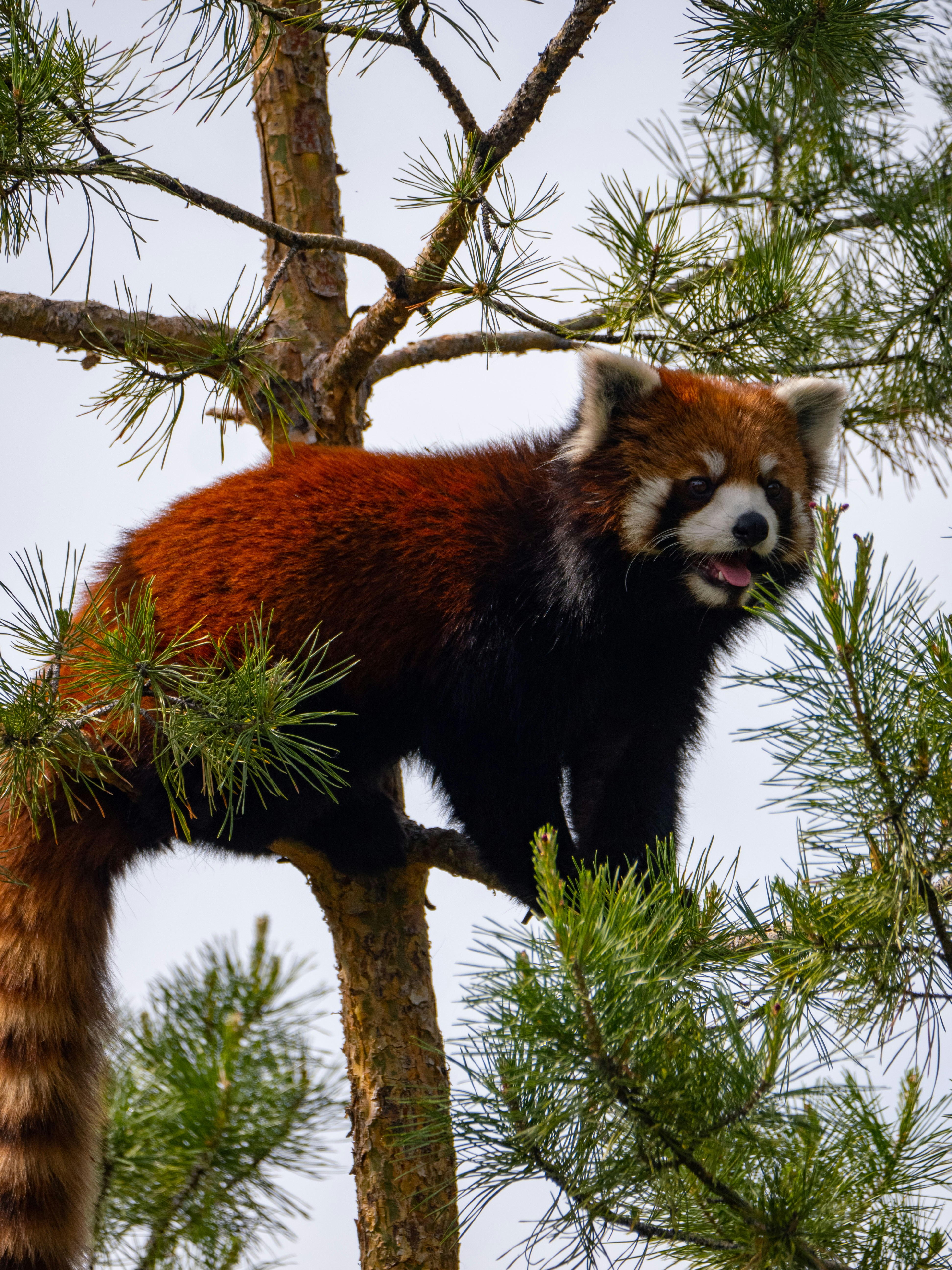 Red Panda Amid Pine Whorls: A Gentle Perch Above Snow