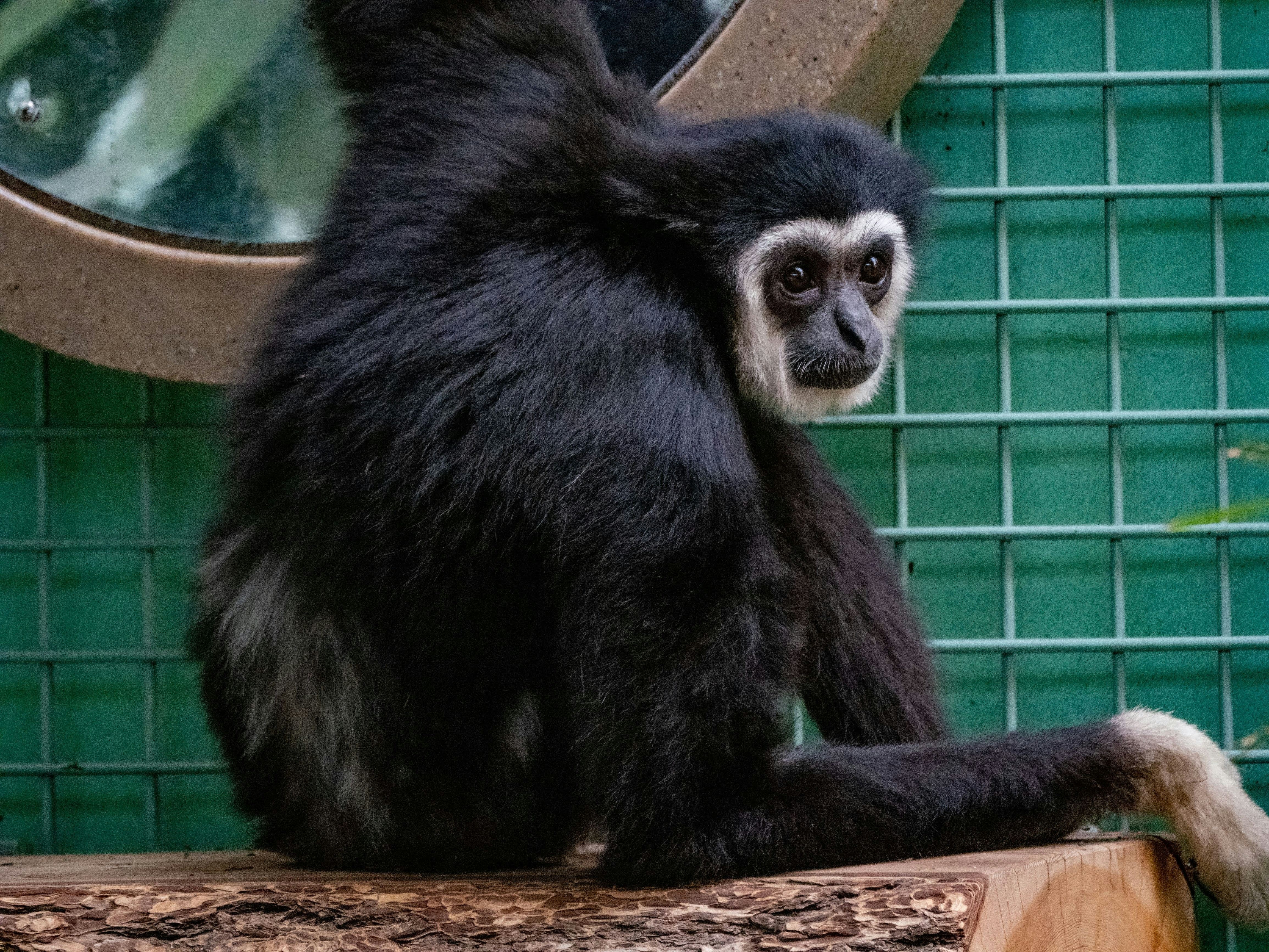 Curious Chimp on the Green Steps