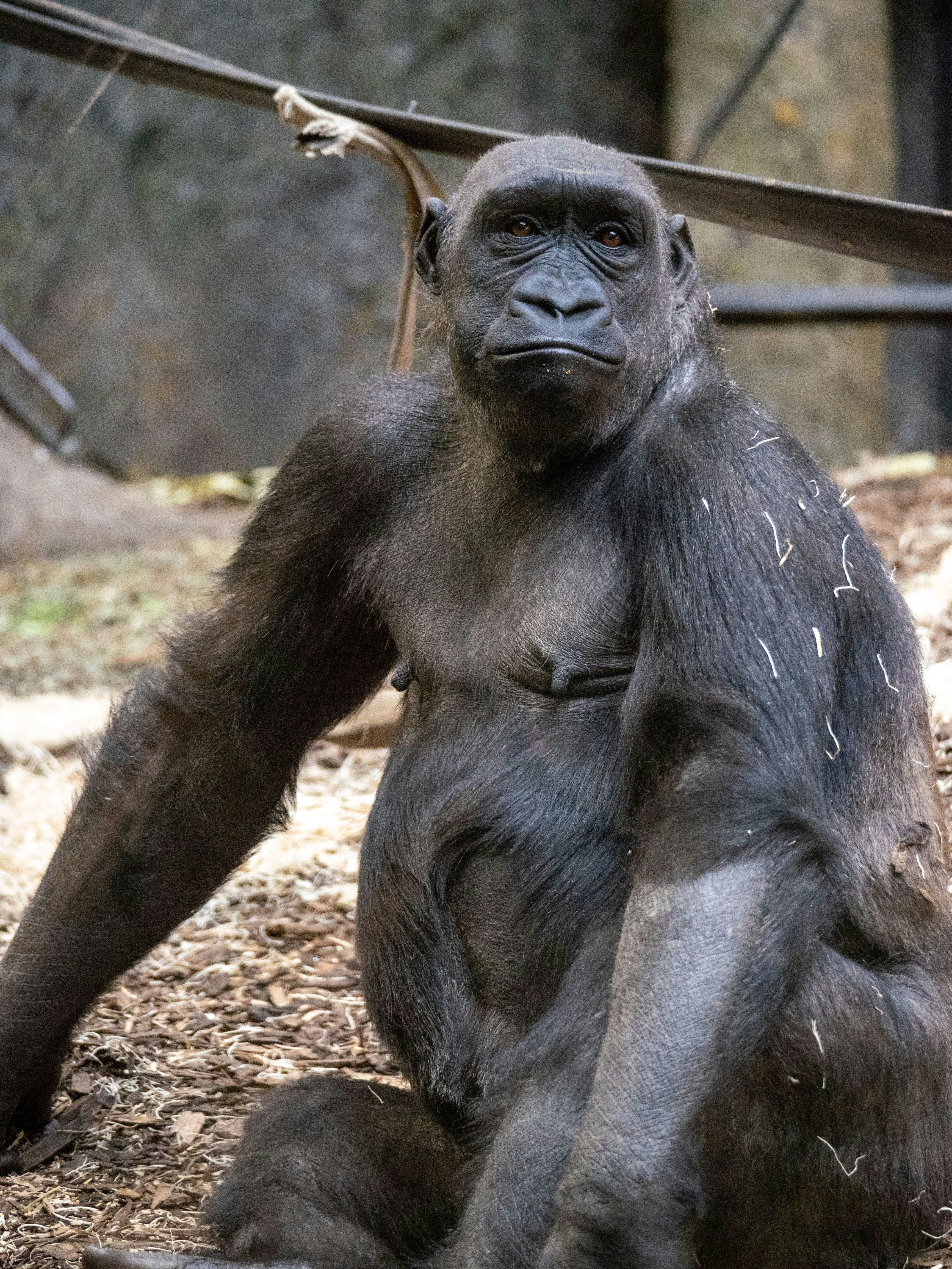 Impassive Gaze: A solitary chimp in captive surroundings