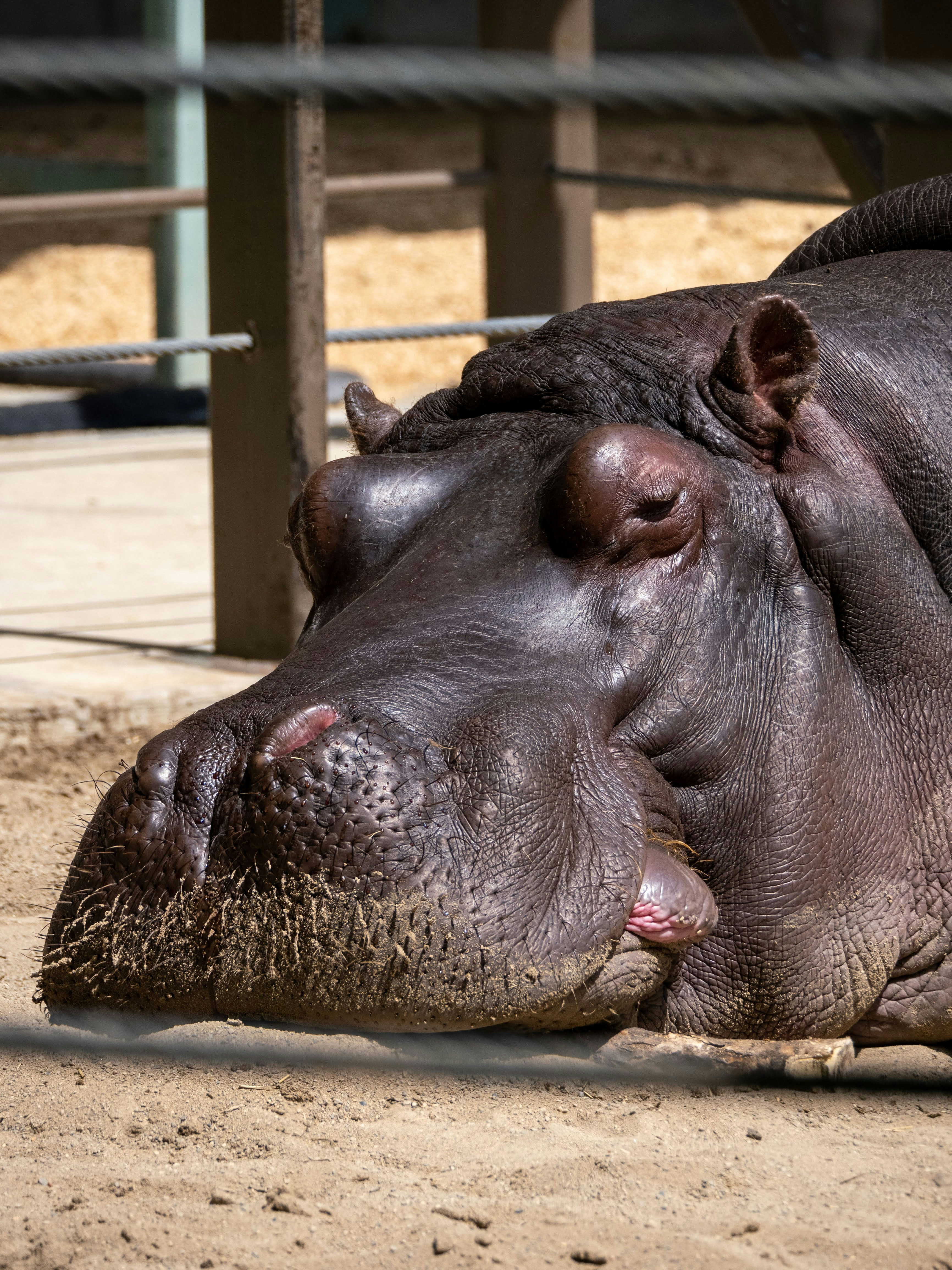 Napping Hippo Under Striping Shade
