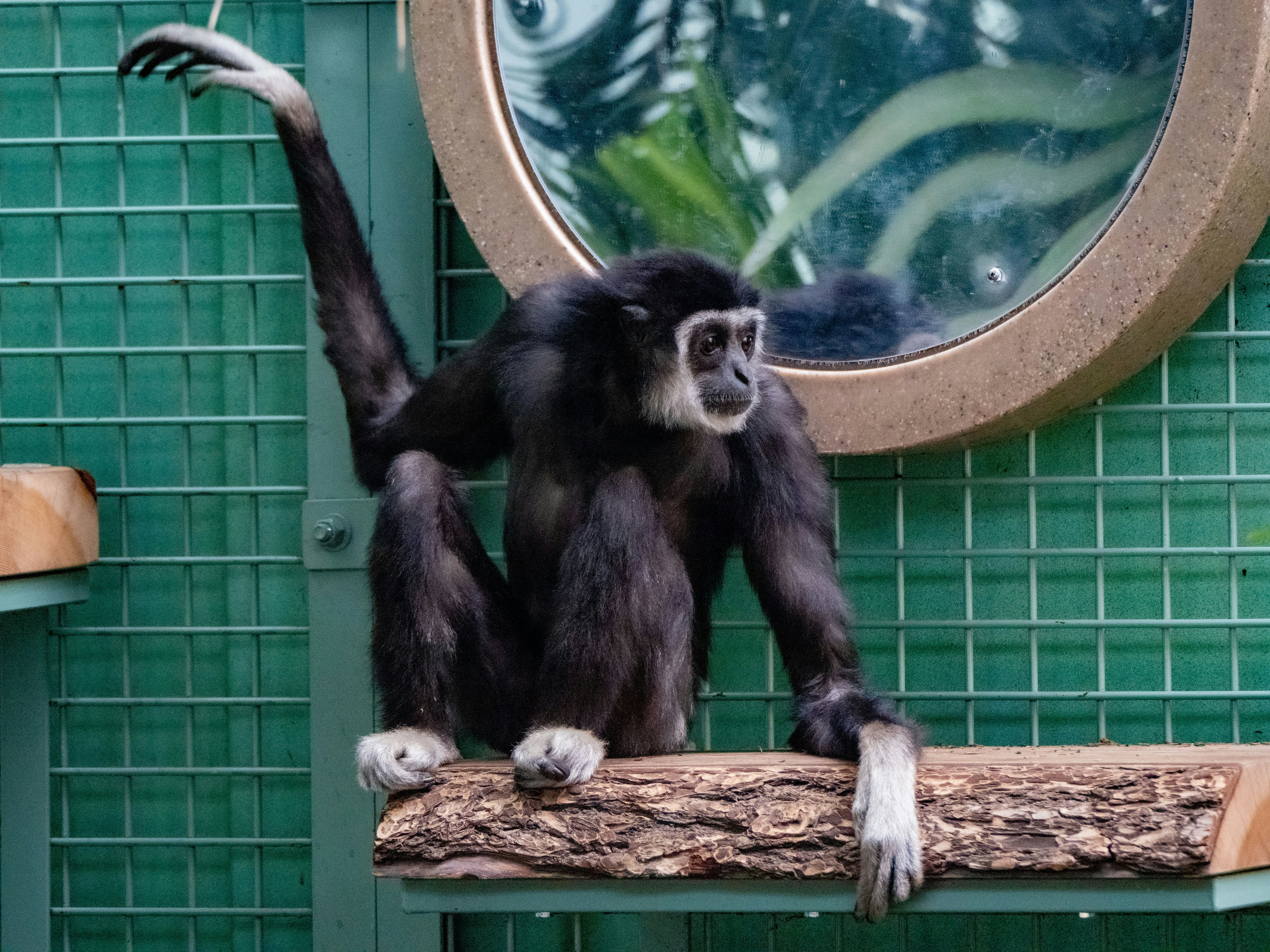 Curious Capuchin on a Loglook by the Glass Door