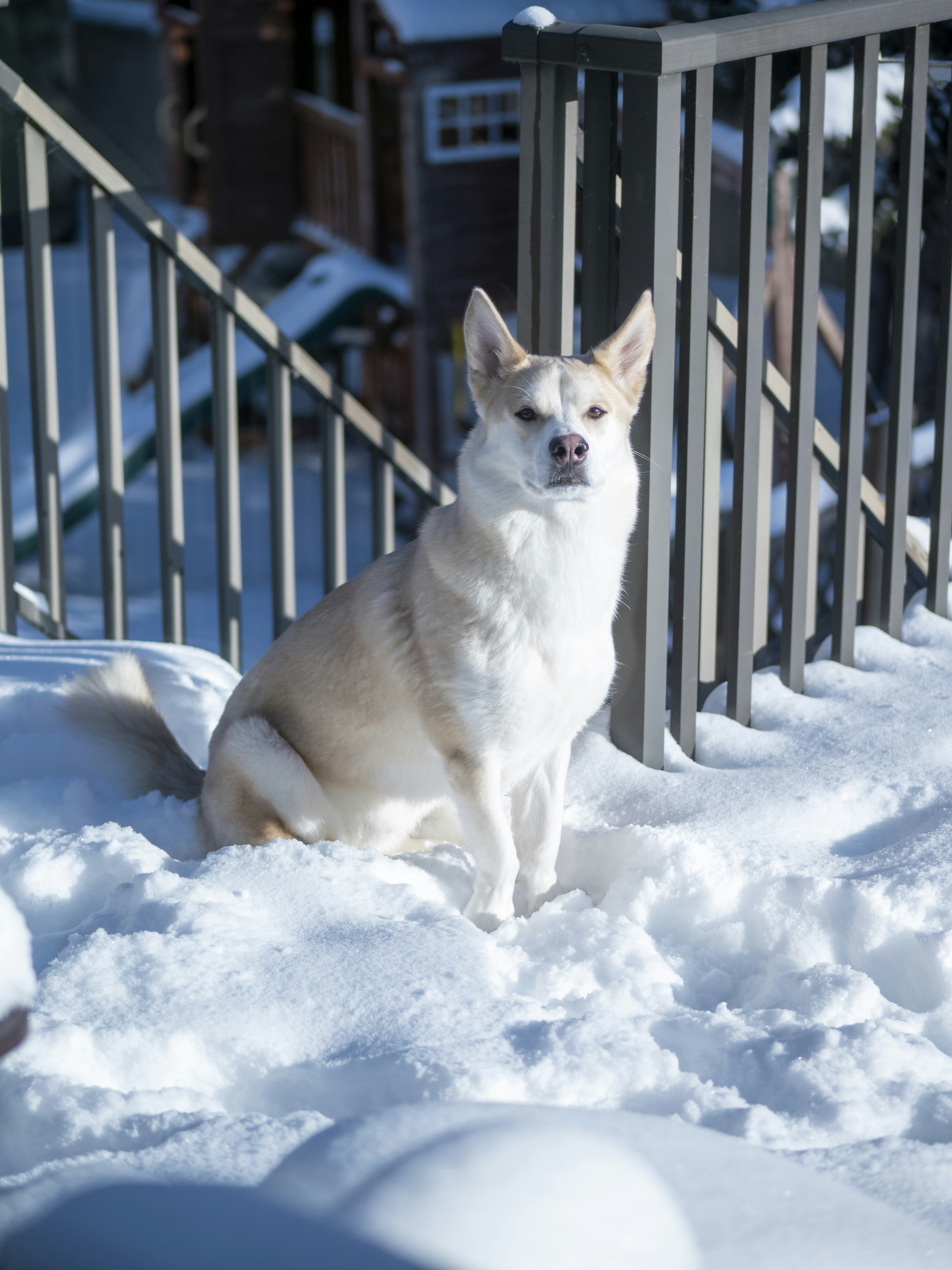 Snowbound Stare: A Loyal Bloc of White Fur on the Deck