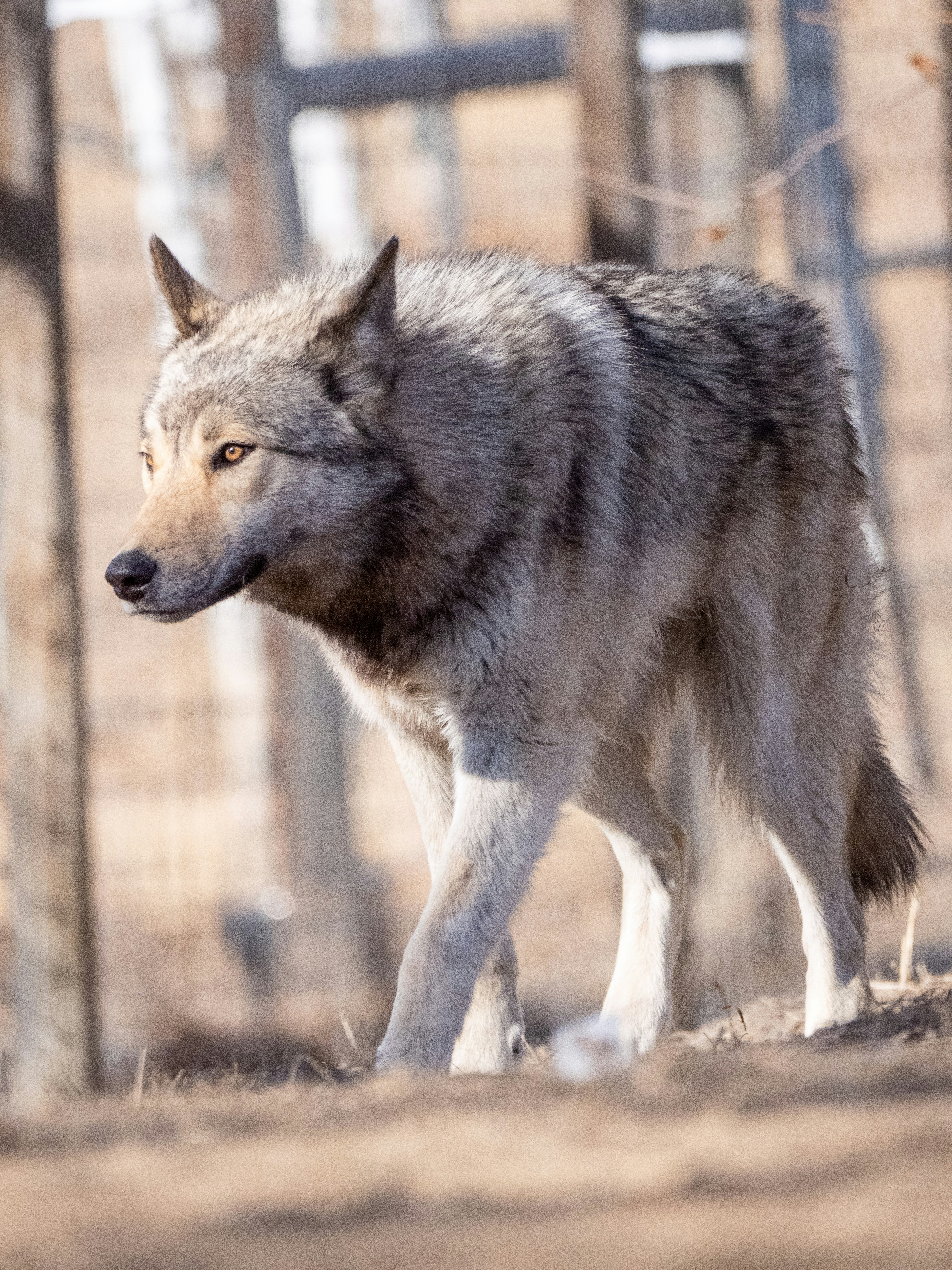 Predator in Soft Focus: Wolf Traverses a Dune