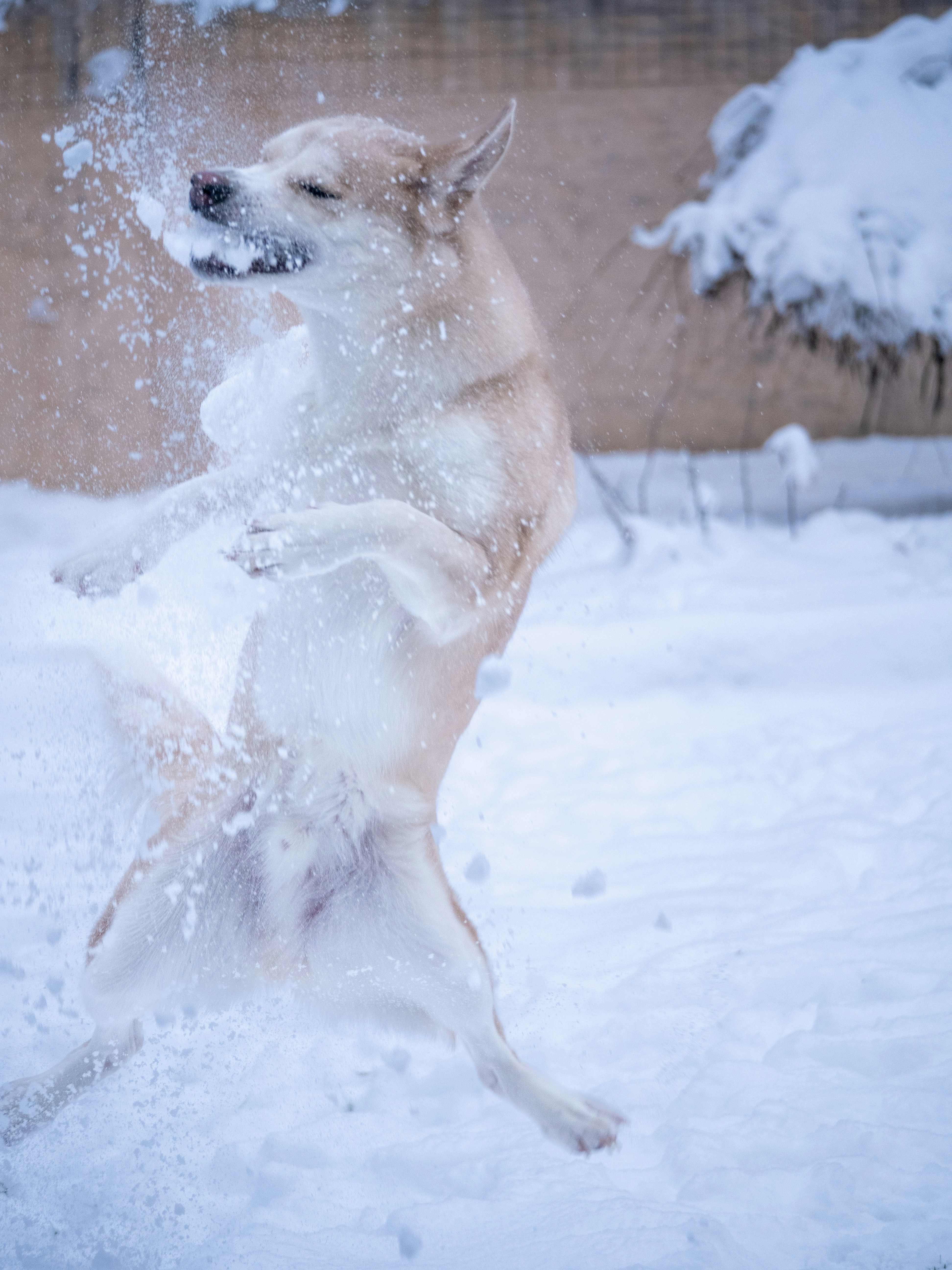 Snowbound Jump: A Dog's Playful Breakthrough in White
