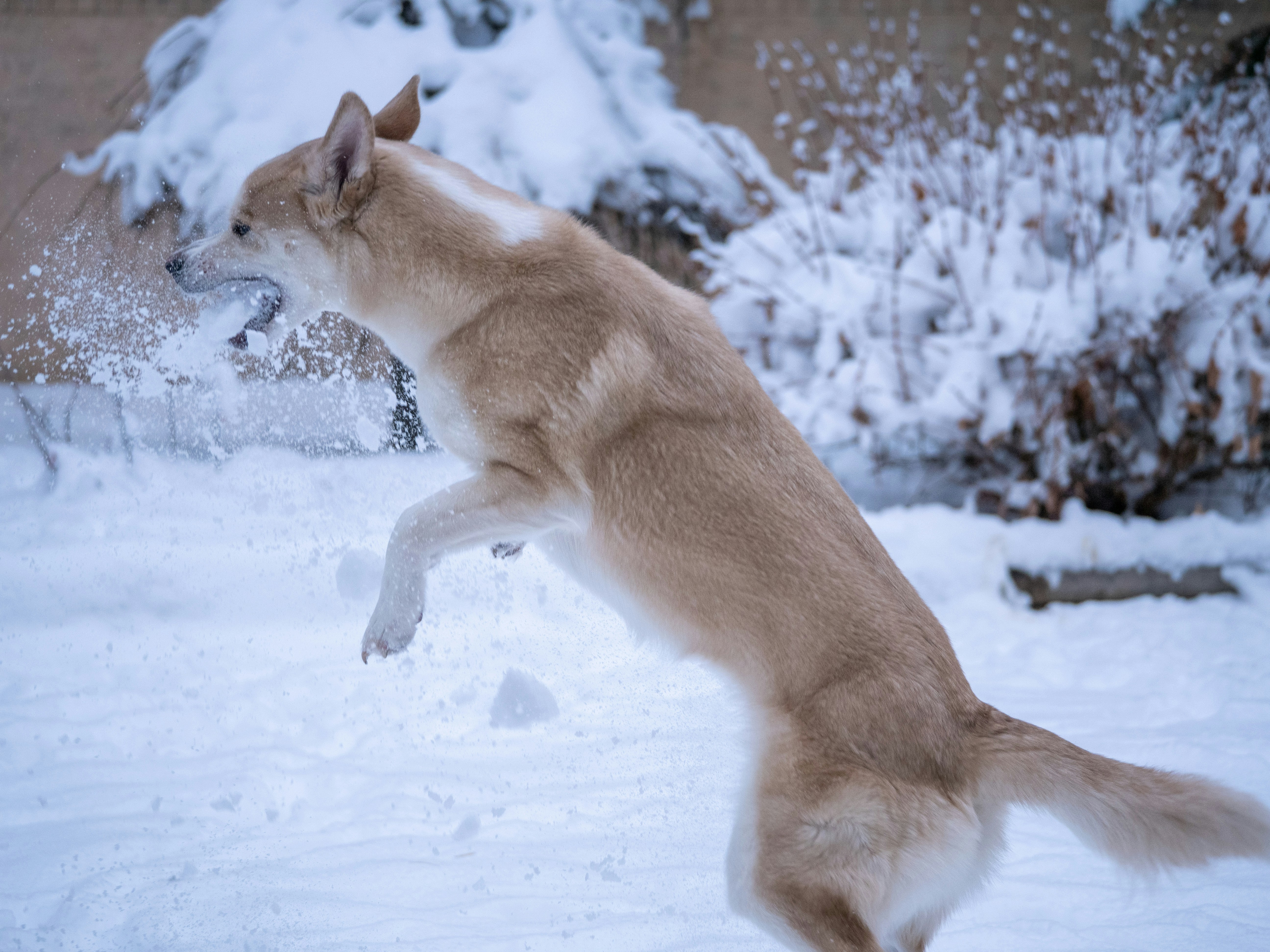 Snowbound Leap: A Golden Husky in Mid-Jounce