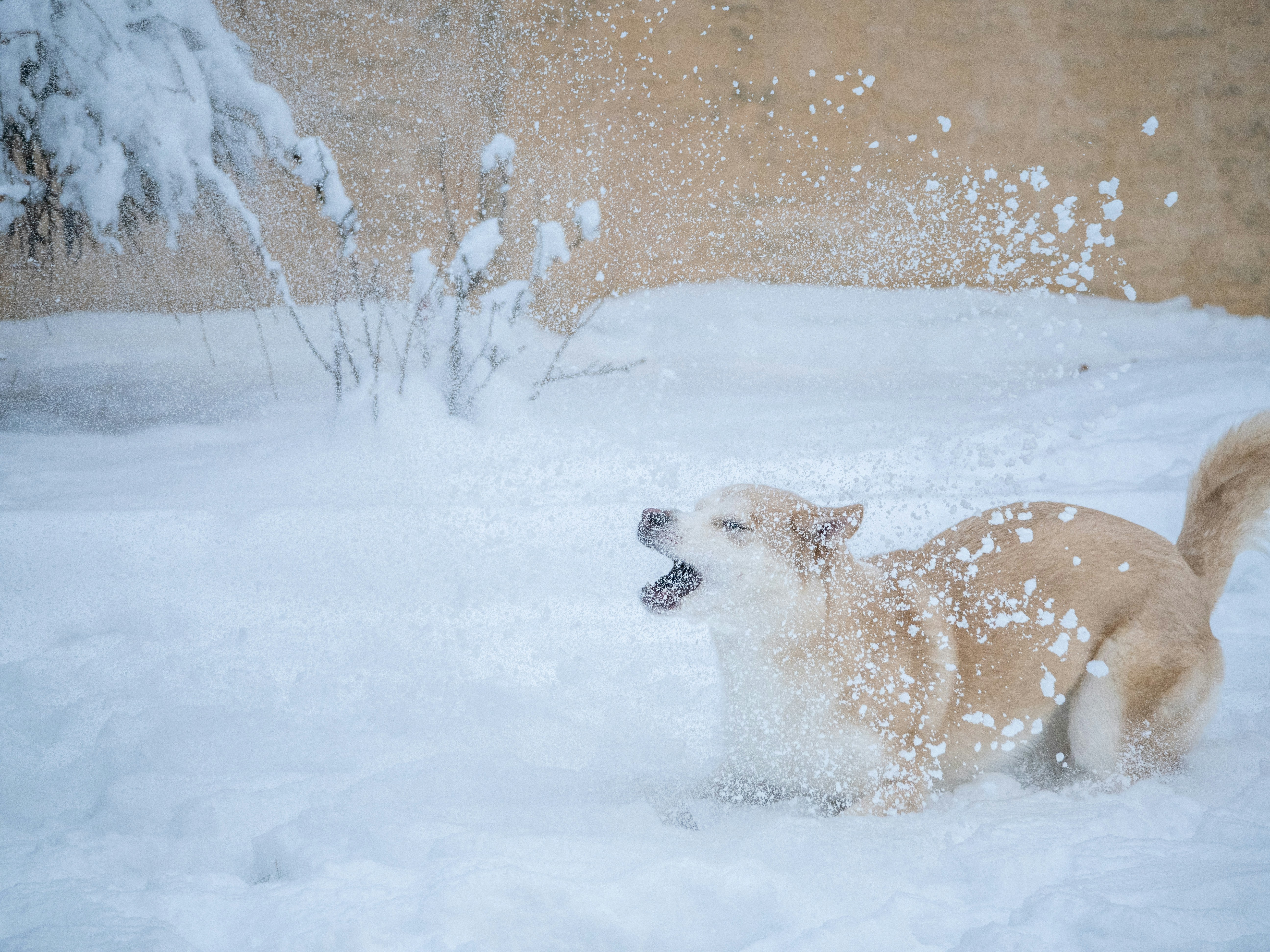 Snowbound Pursuit: A Tan Dog Bursts Through Fresh Powder