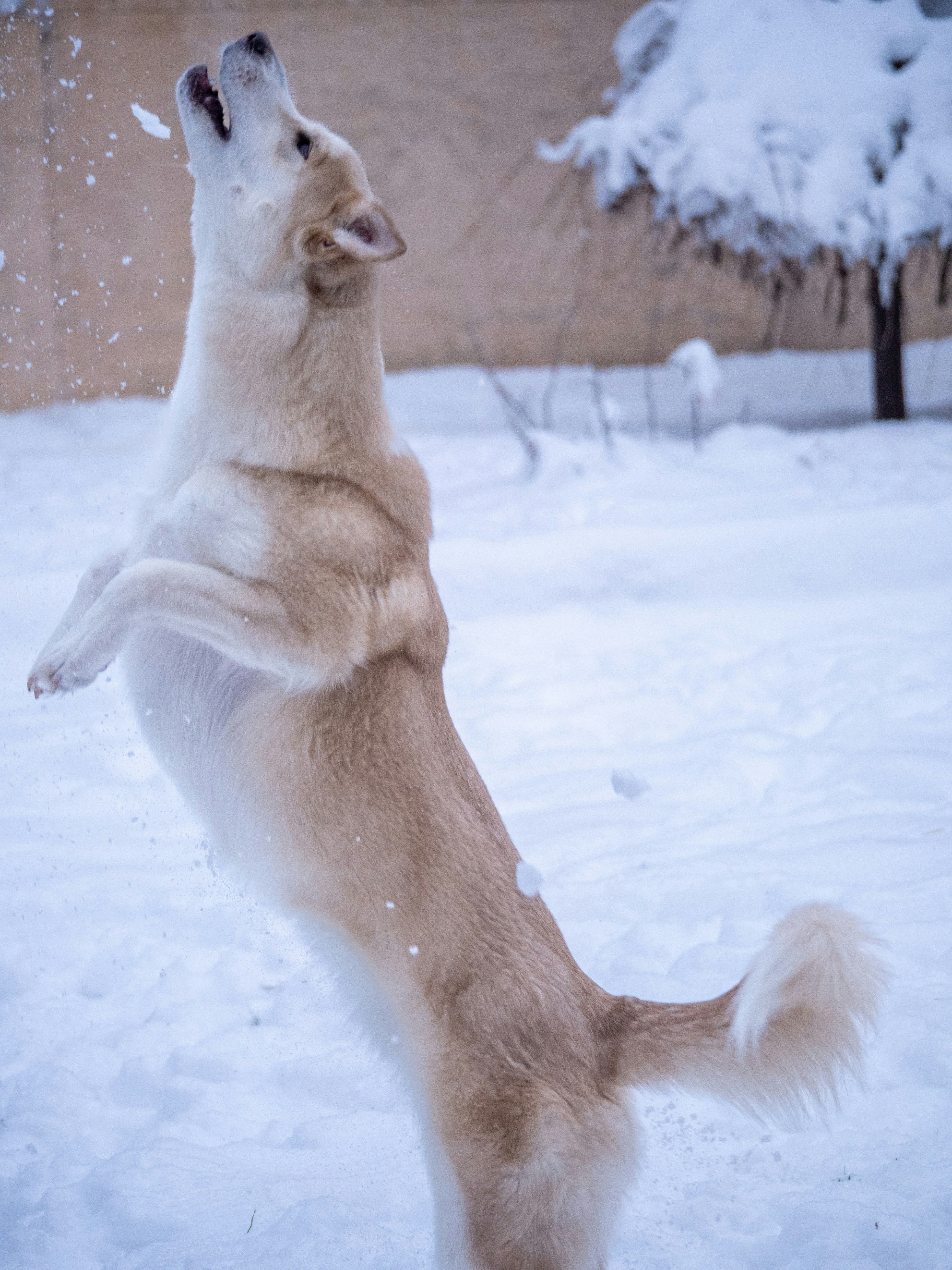 Jumping Snowbound Husky Reaches for the Snow-Sprinkled Sky