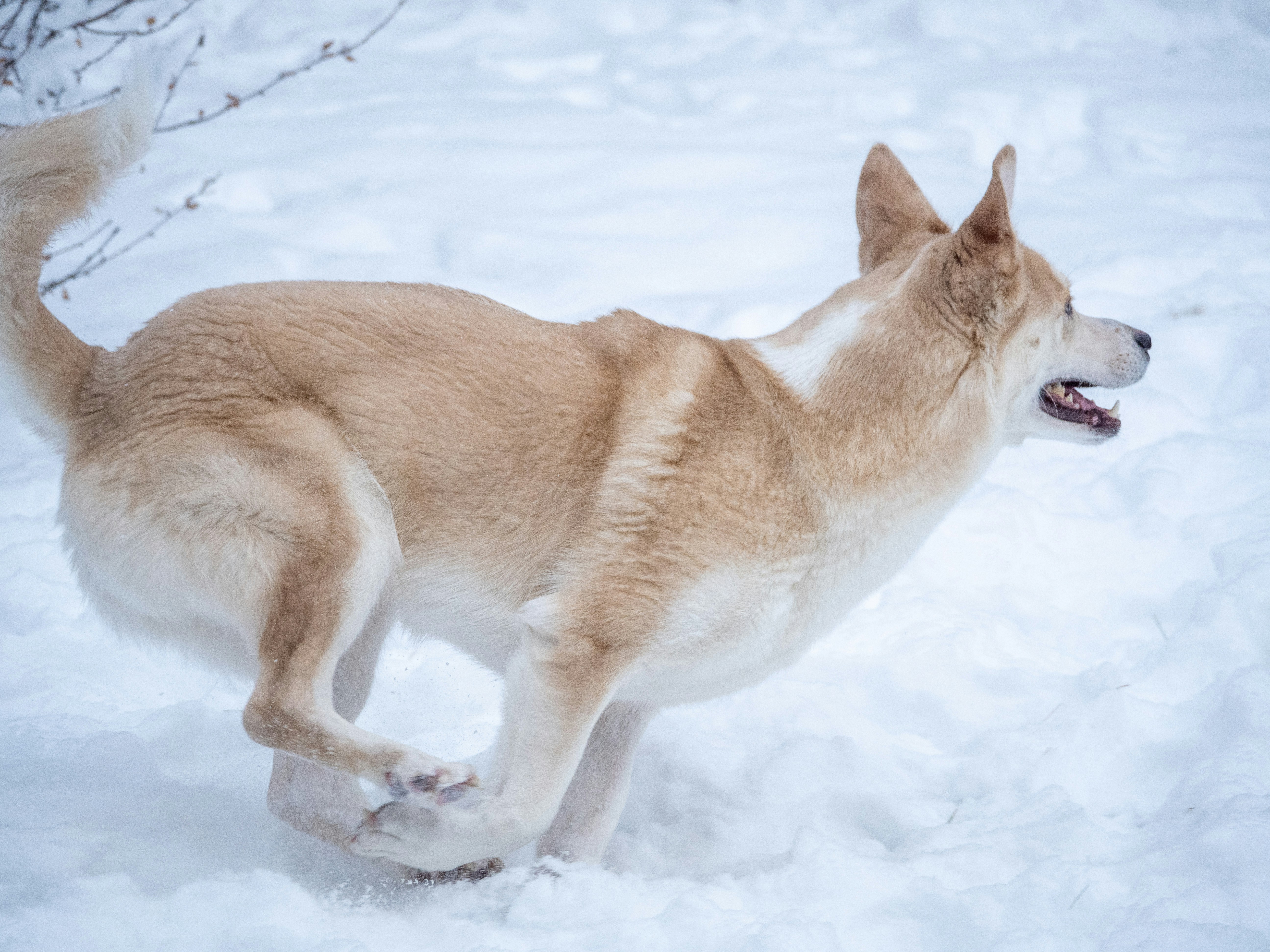 Snowbound Charger: A Corgi silhouette against a pale winter background