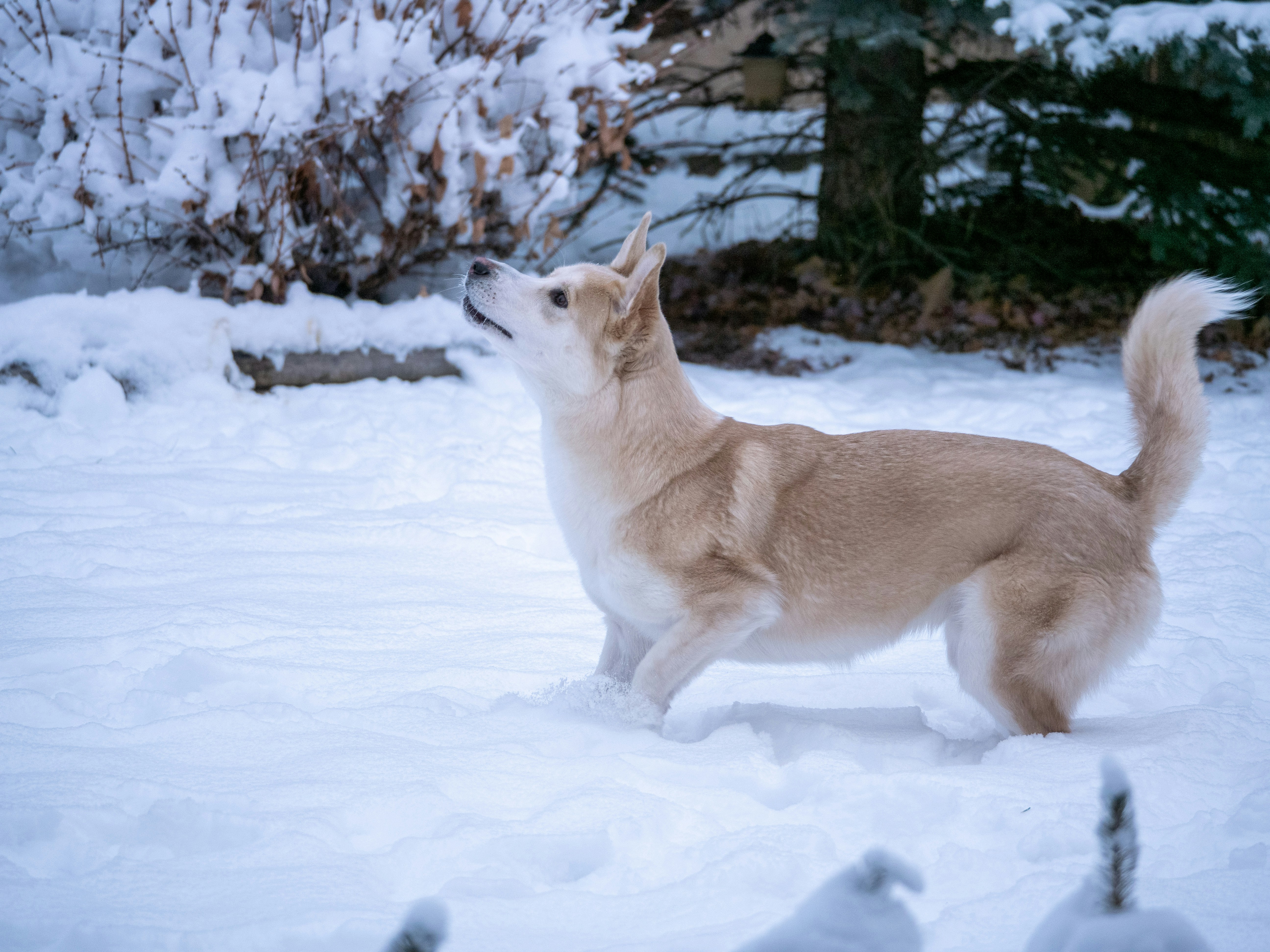 Snowbound Prowl: A Dog's Curious Pause in Winter Light