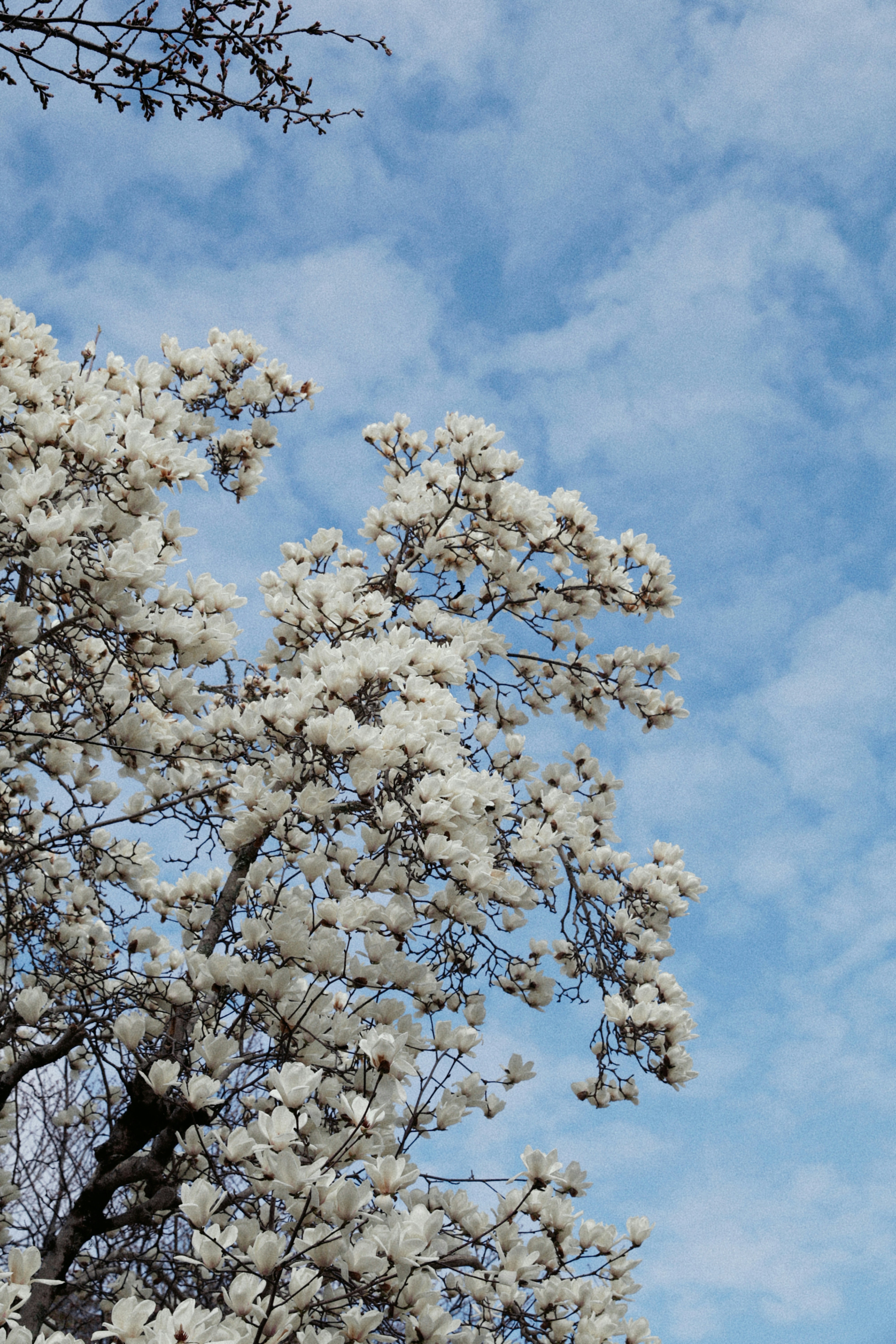 Spring Bloom in a Blue Sky: White Blossoms Against a Clear Day