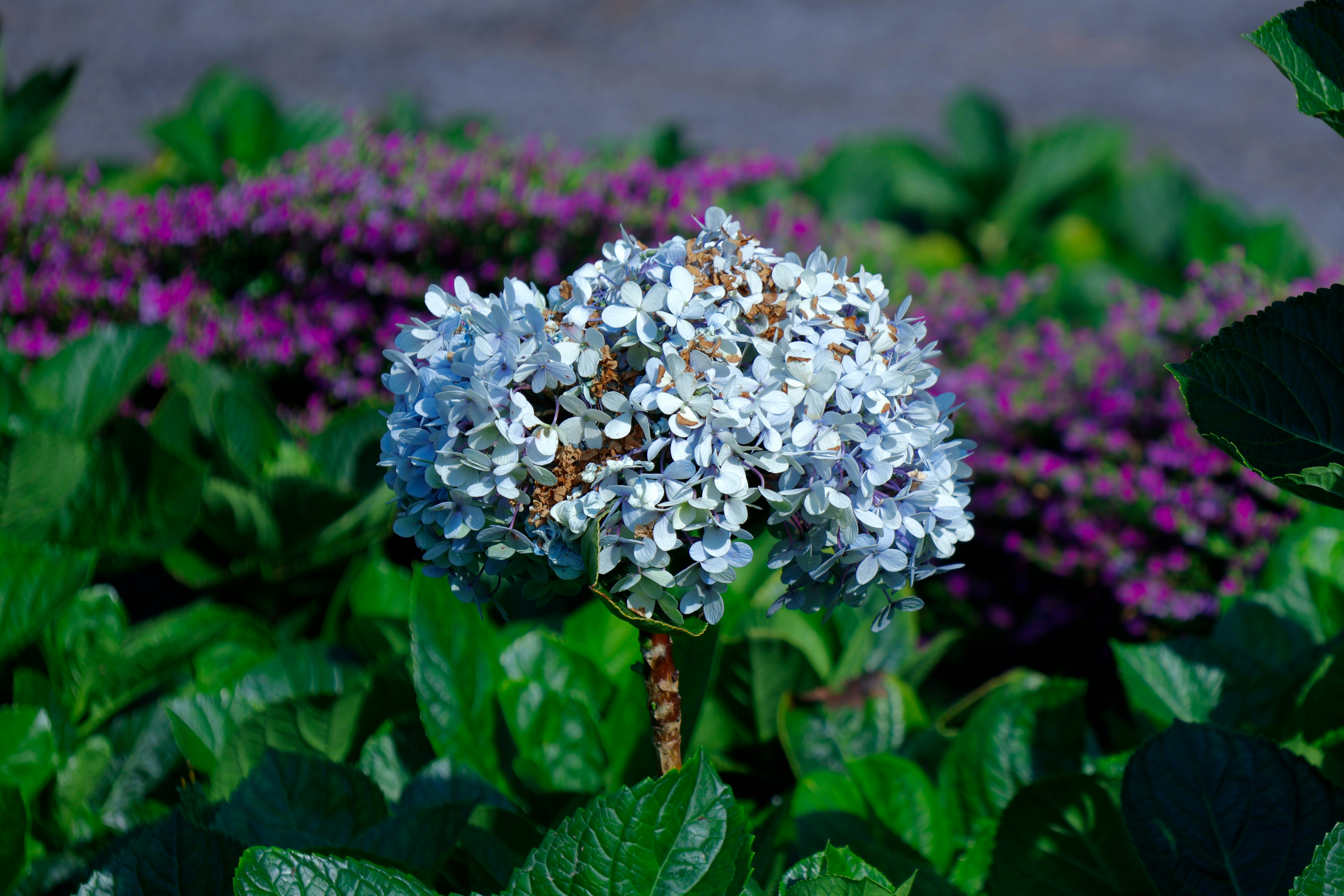 Soft Blue Hydrangea in a Lush Garden Bed