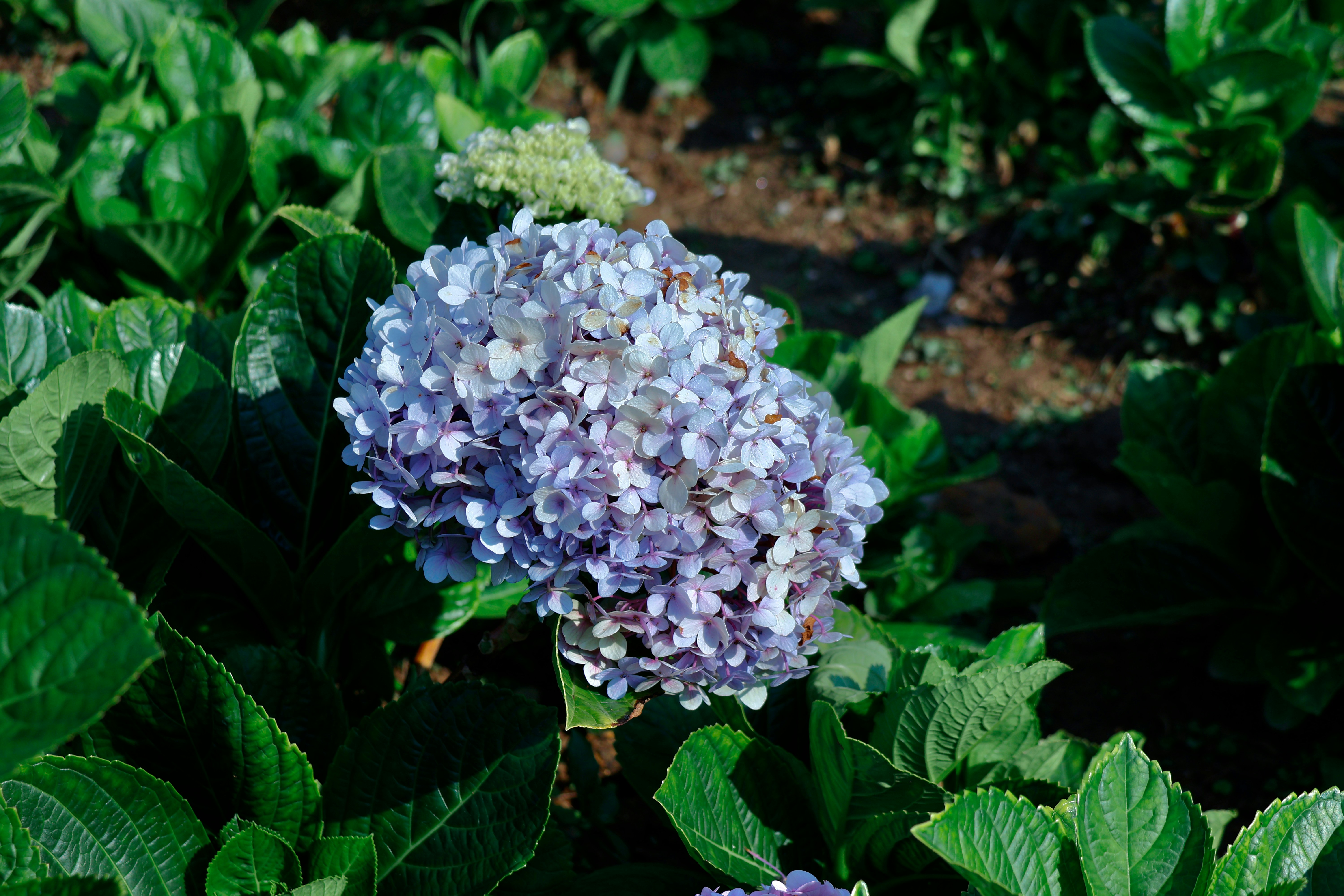 Hydrangea Crown: Lavender Blossoms Amid Deep Green Foliage