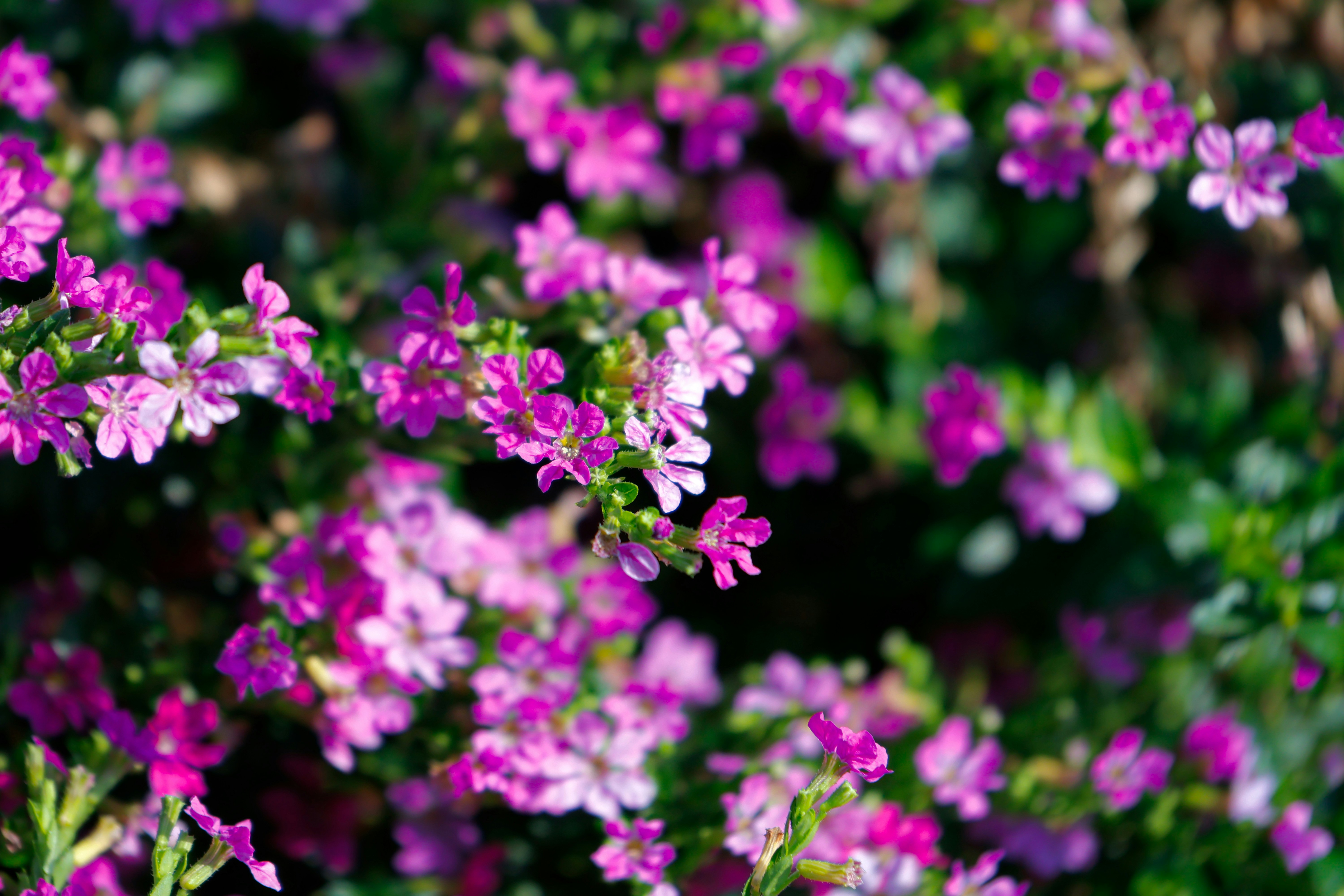 Vivid Petal Mosaic in a Sunlit Corner