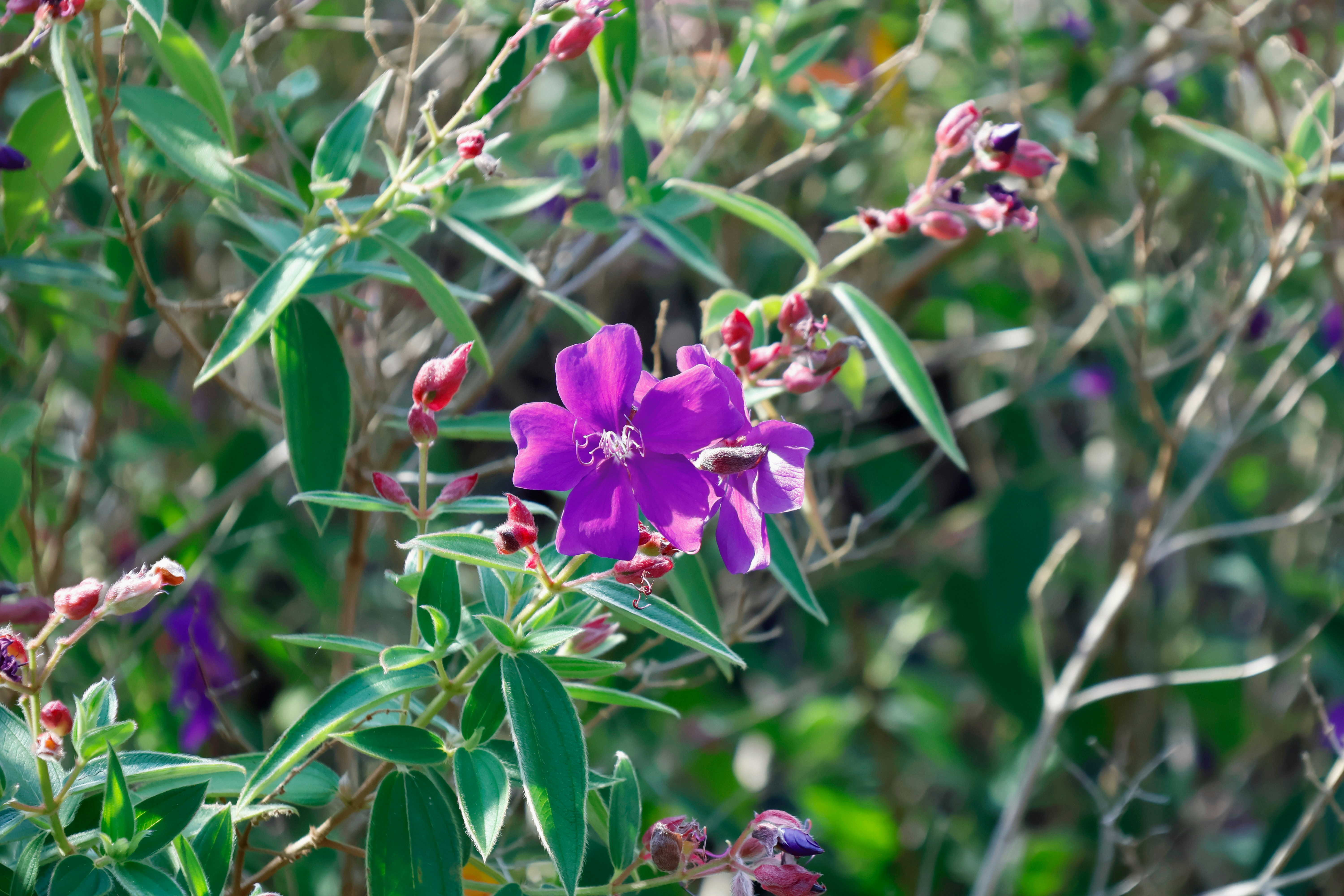 Purple bloom centerpiece amid tangled green tendrils