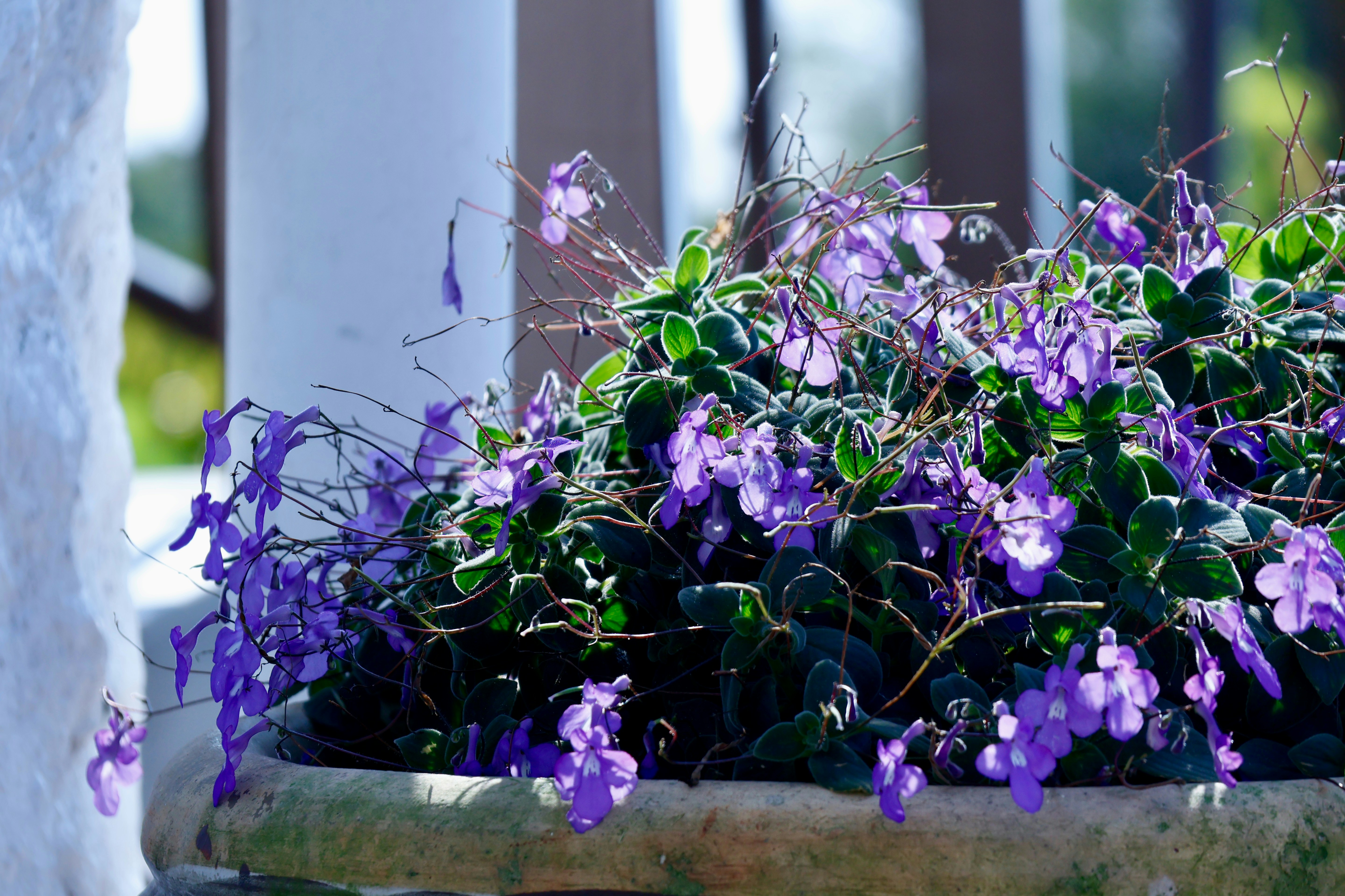 Purple Petals on a Quiet Balcony Edge