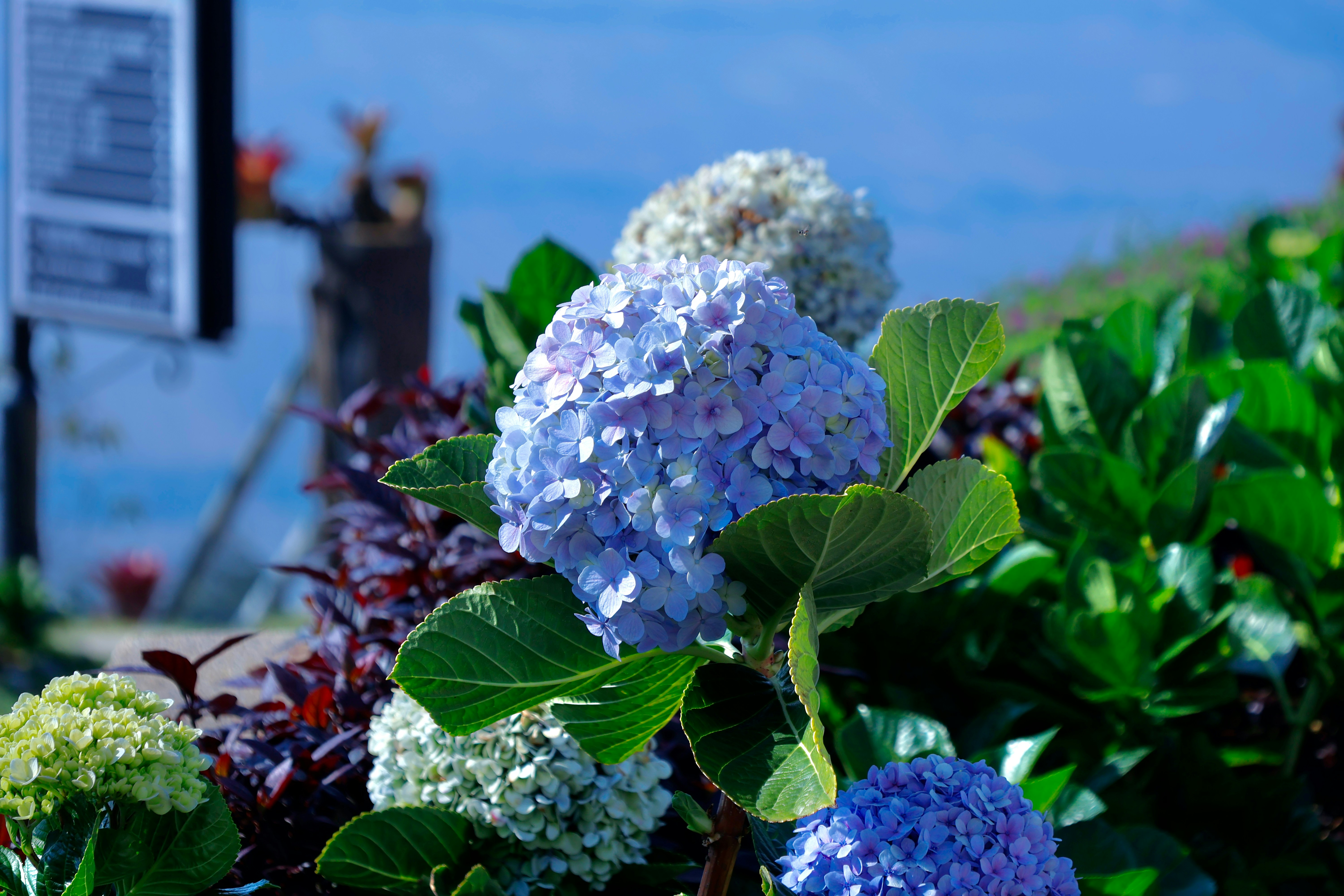 Hydrangea Crown Under Blue Summer Sky