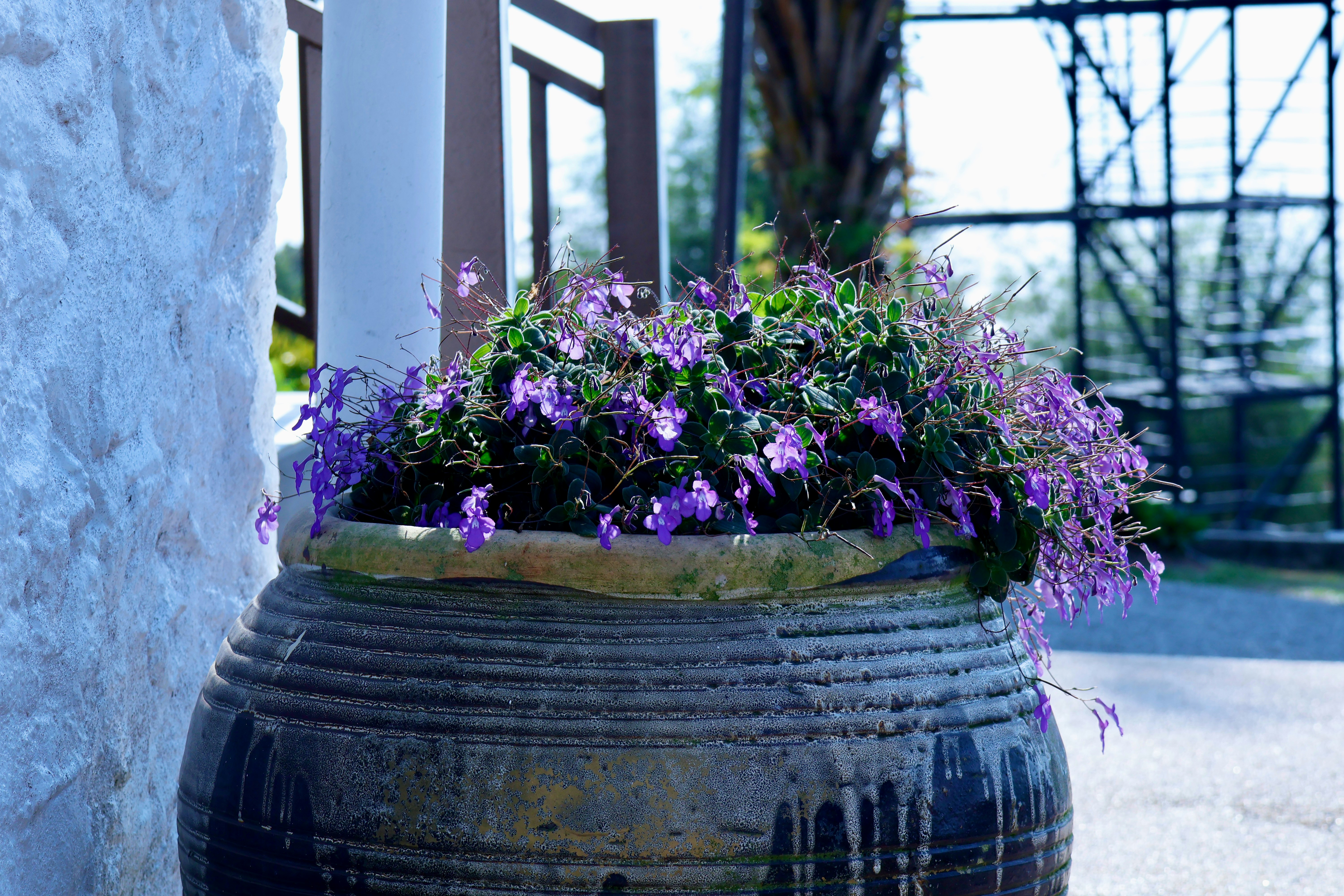 Blooming Terrace Pot: Purple Petals in a Rustic Ceramic Planter
