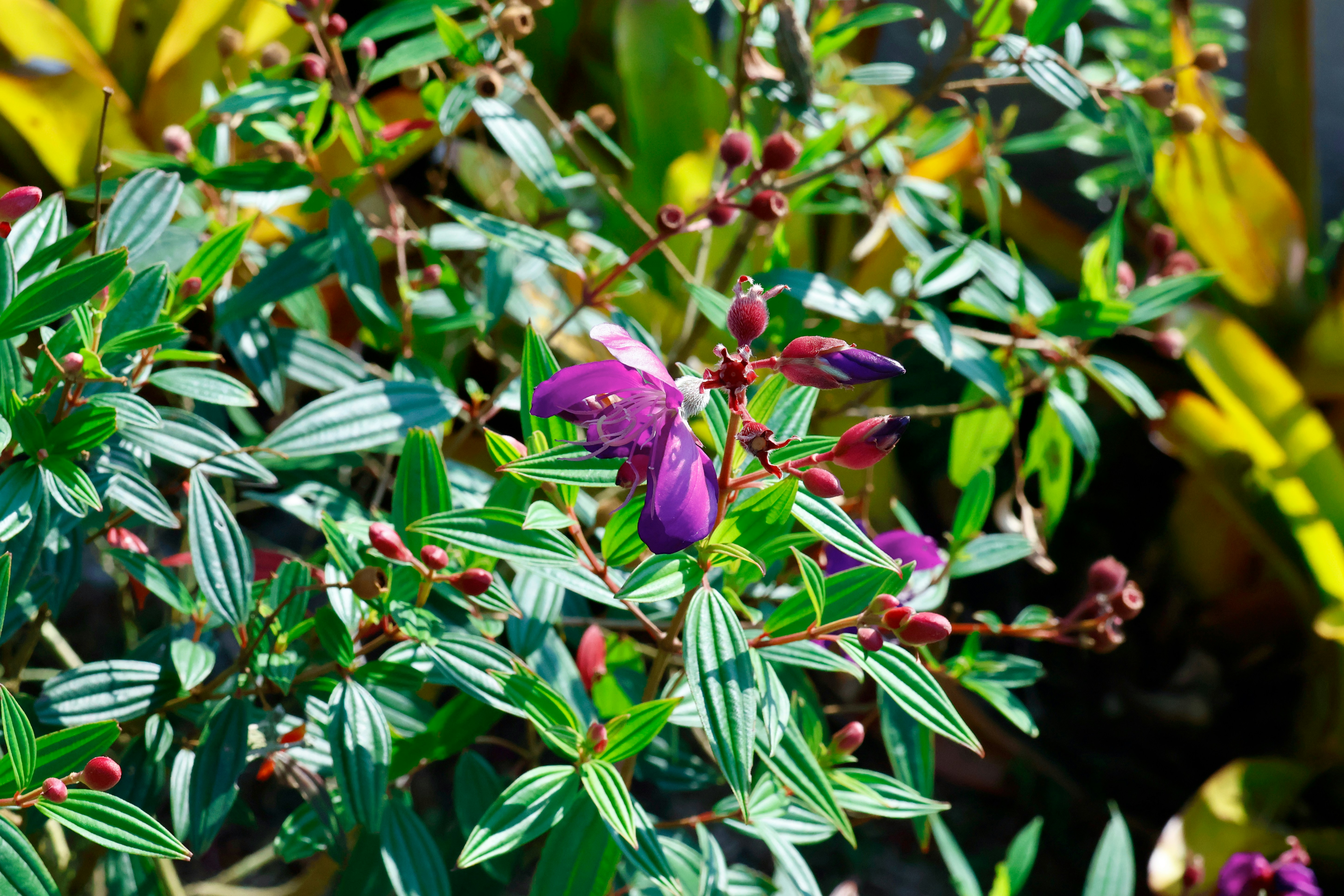 Purple blossom amid green runners: a close-up of vivid garden life