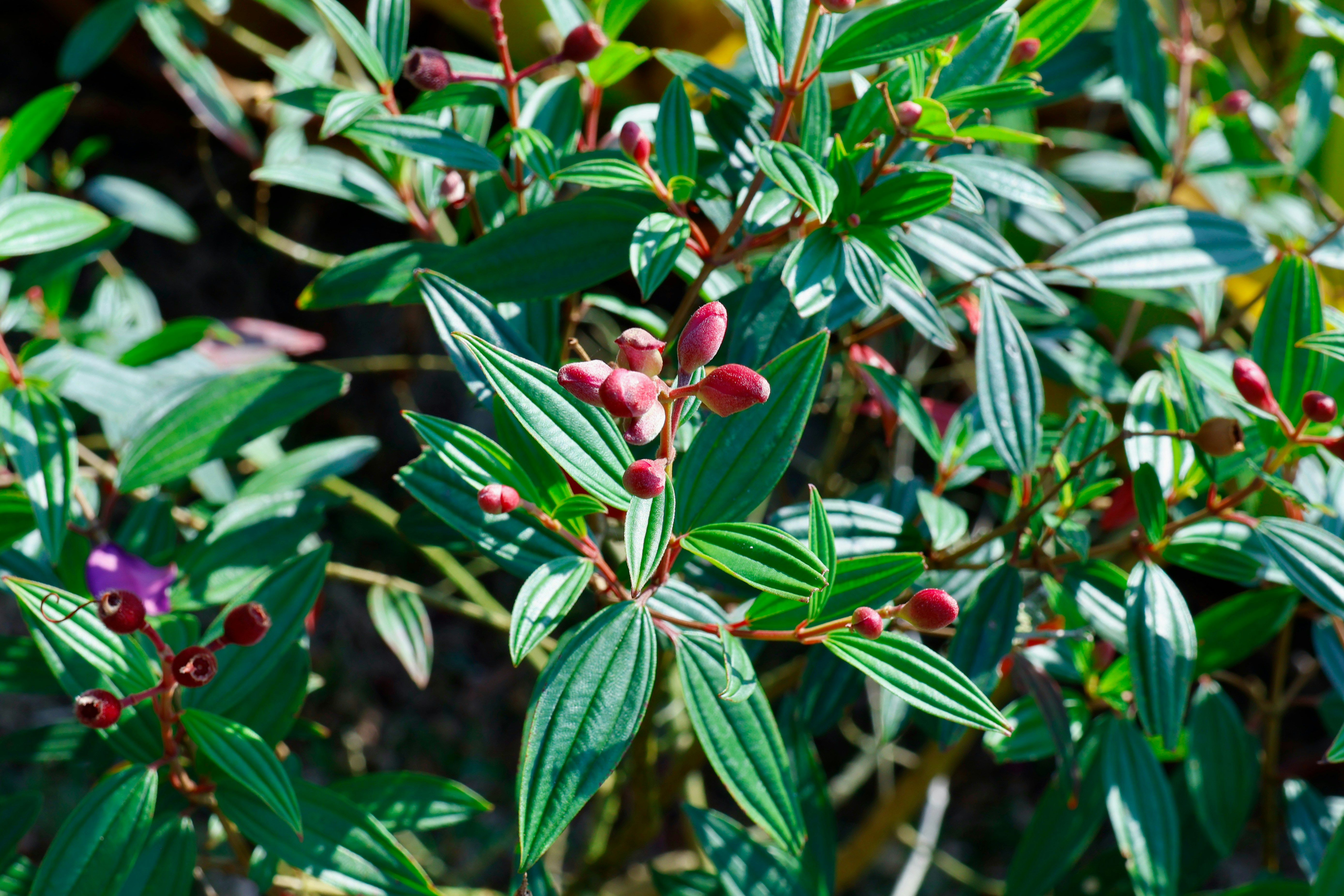 Crimson Buds Among Emerald Stems
