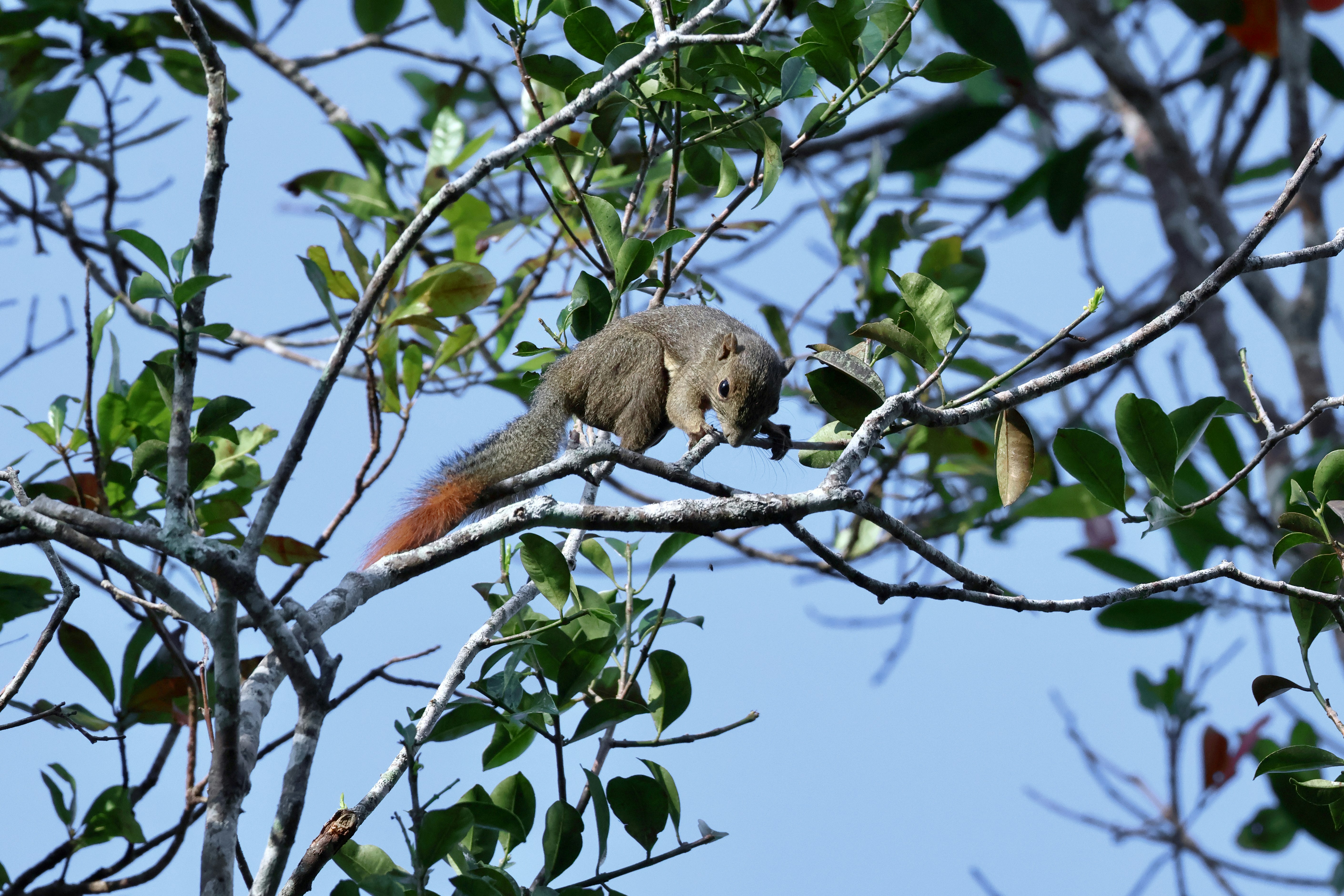 Squirrel Scout on a Branch: Moment of Pause Against a Quiet Blue Sky
