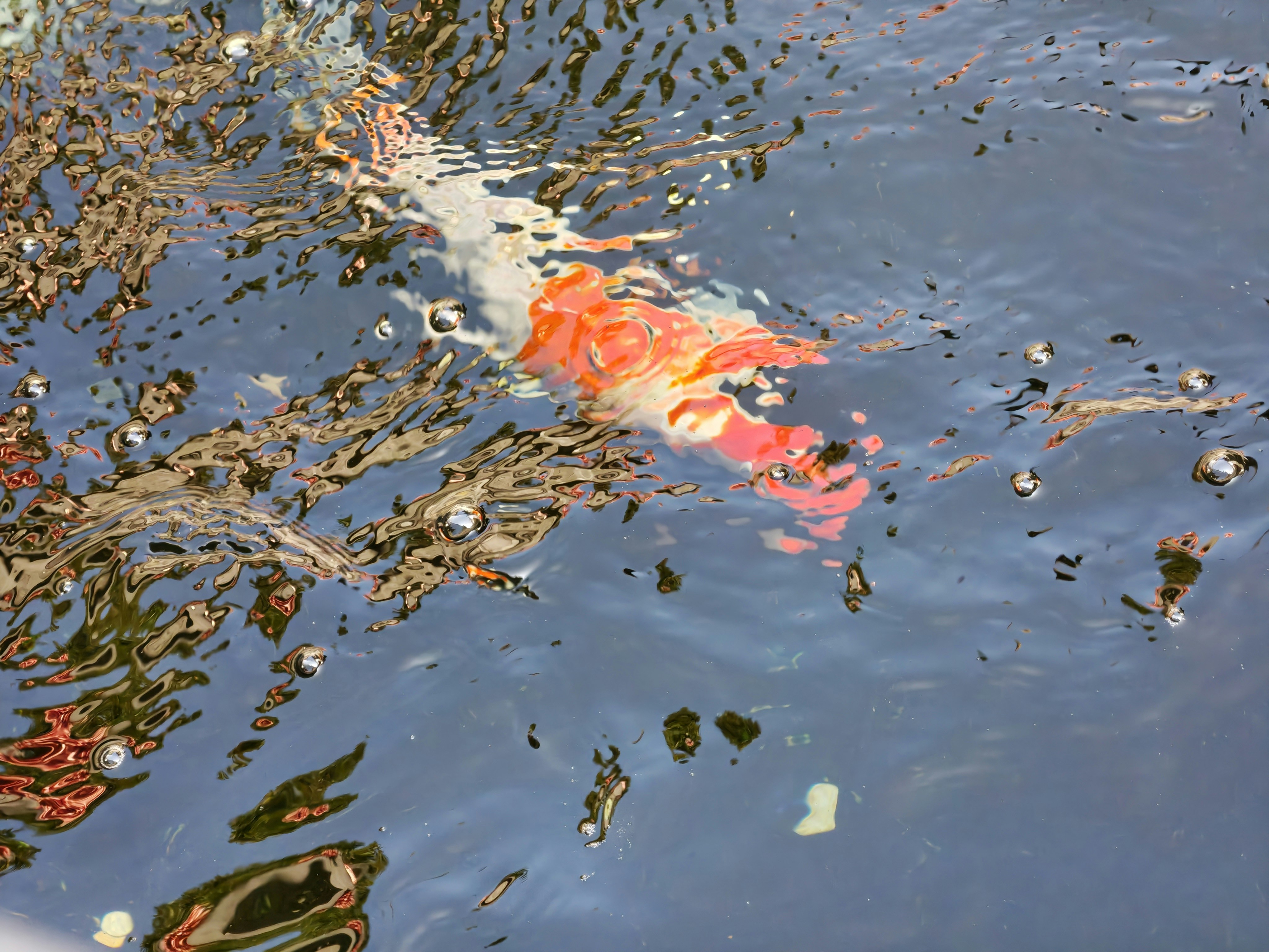 Amber Koi Gliding Through Quiet Ripples