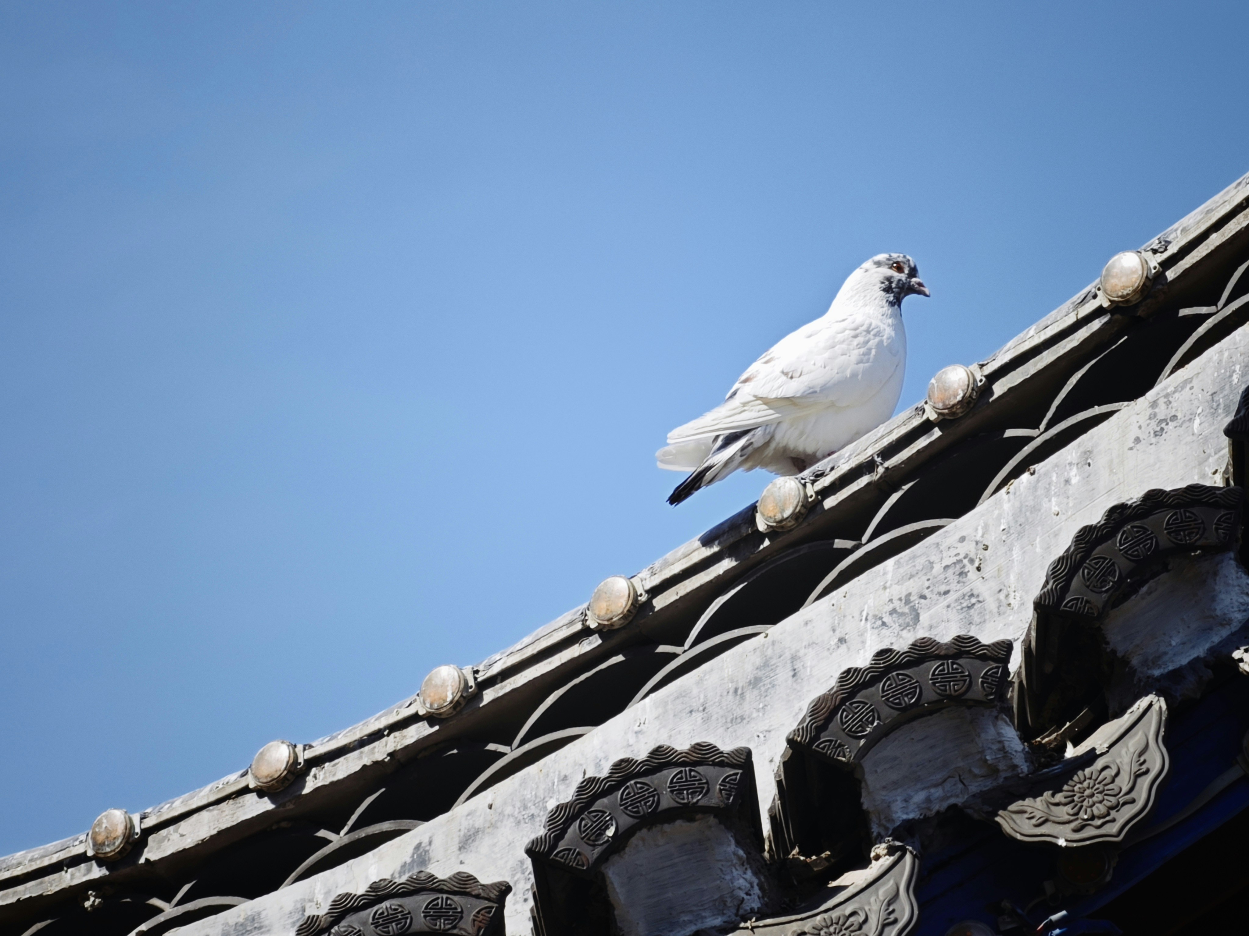 Pigeon Perched Above Ornamental Tiles on a Slanted Roof
