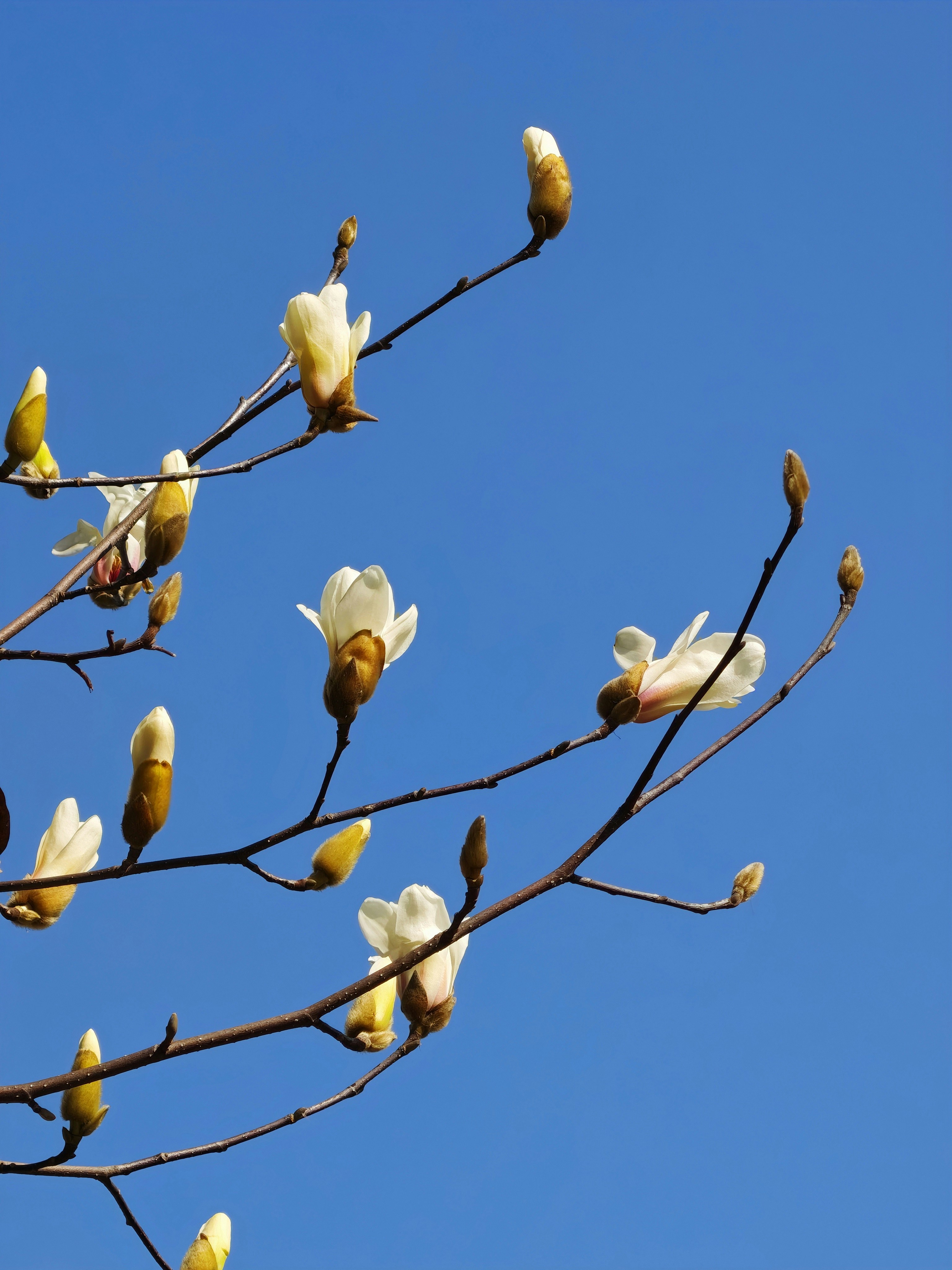 Blue Sky and Magnolia Blossoms: Branches Reaching Toward Light