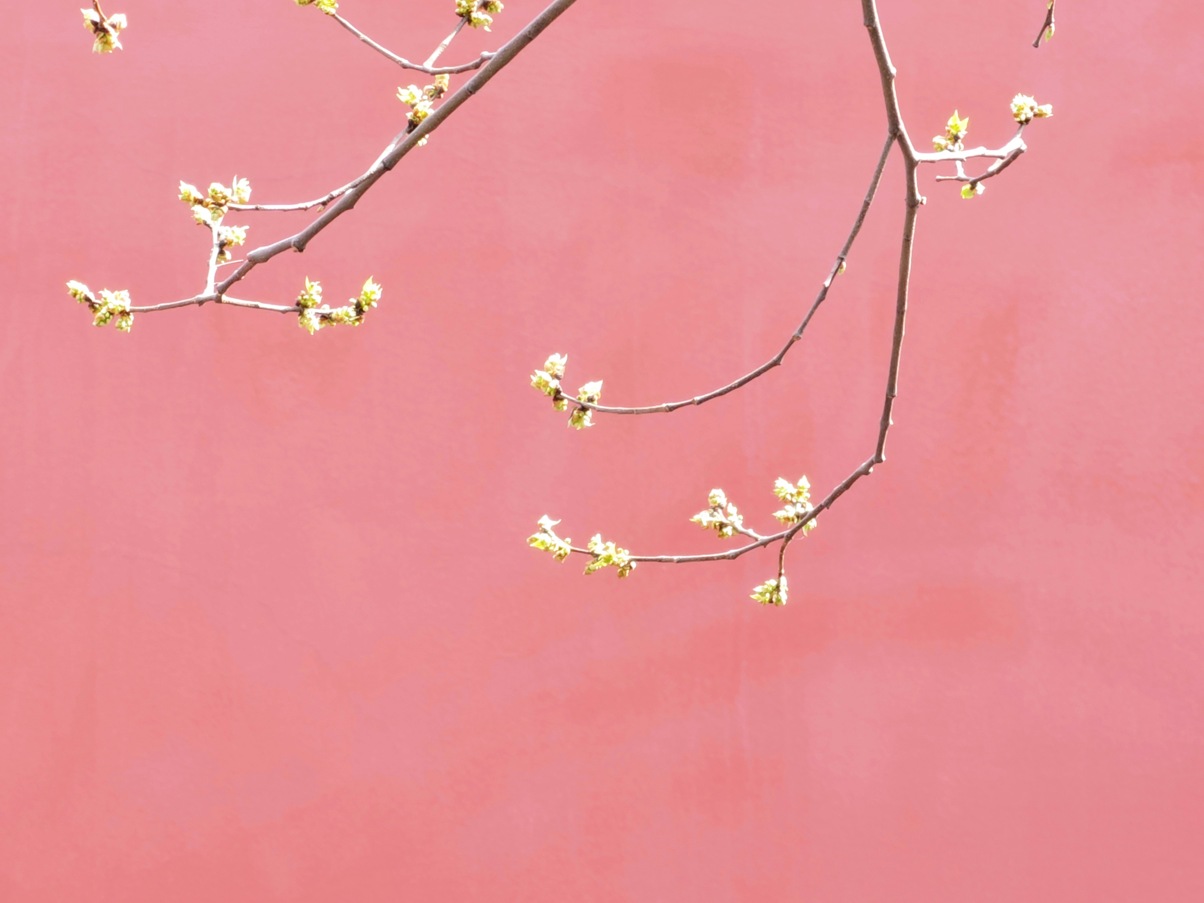 Blossoms Against a Coral Canvas
