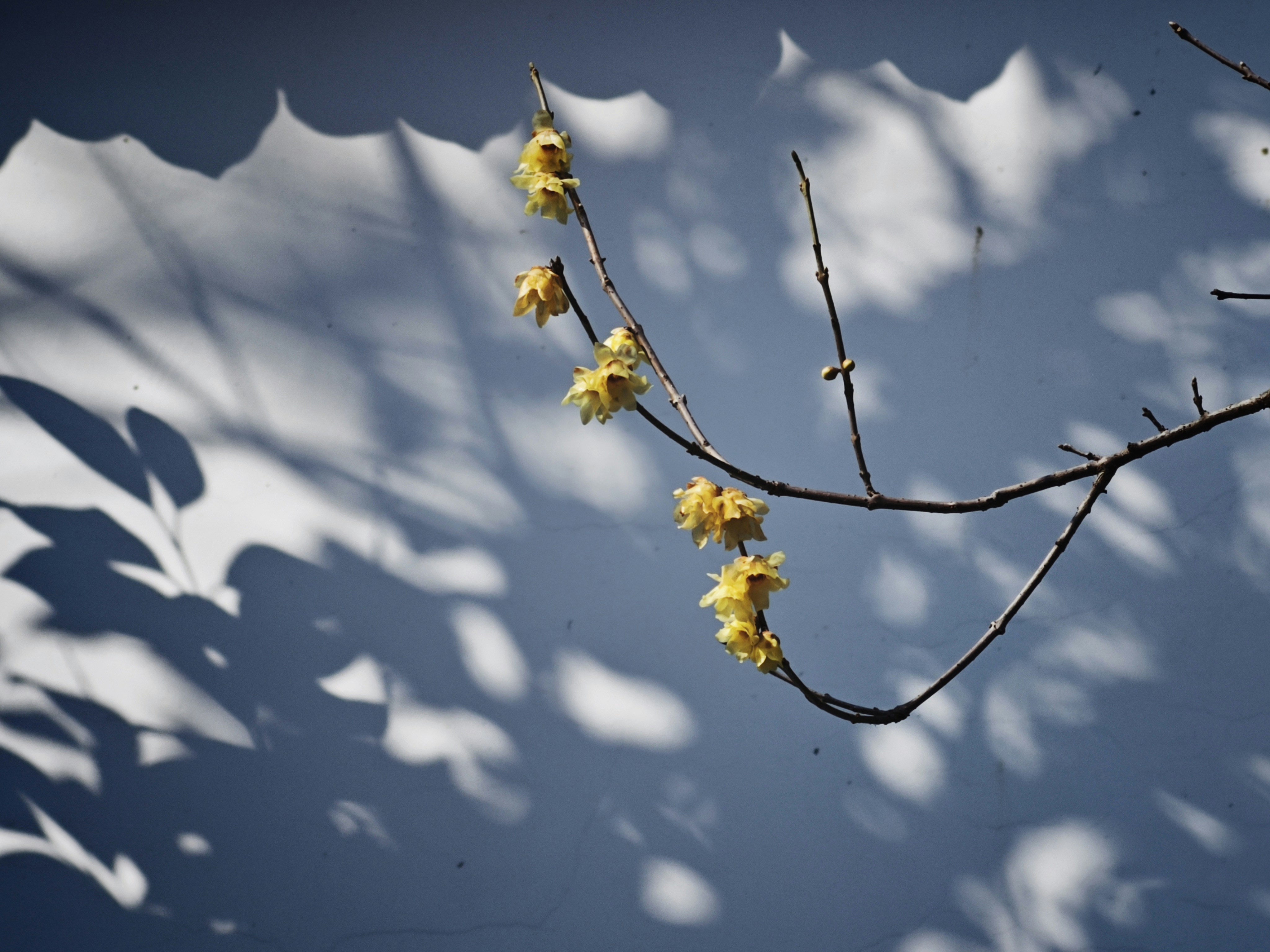 Yellow blossoms on a delicate branch crossing a sunlit shadowed wall