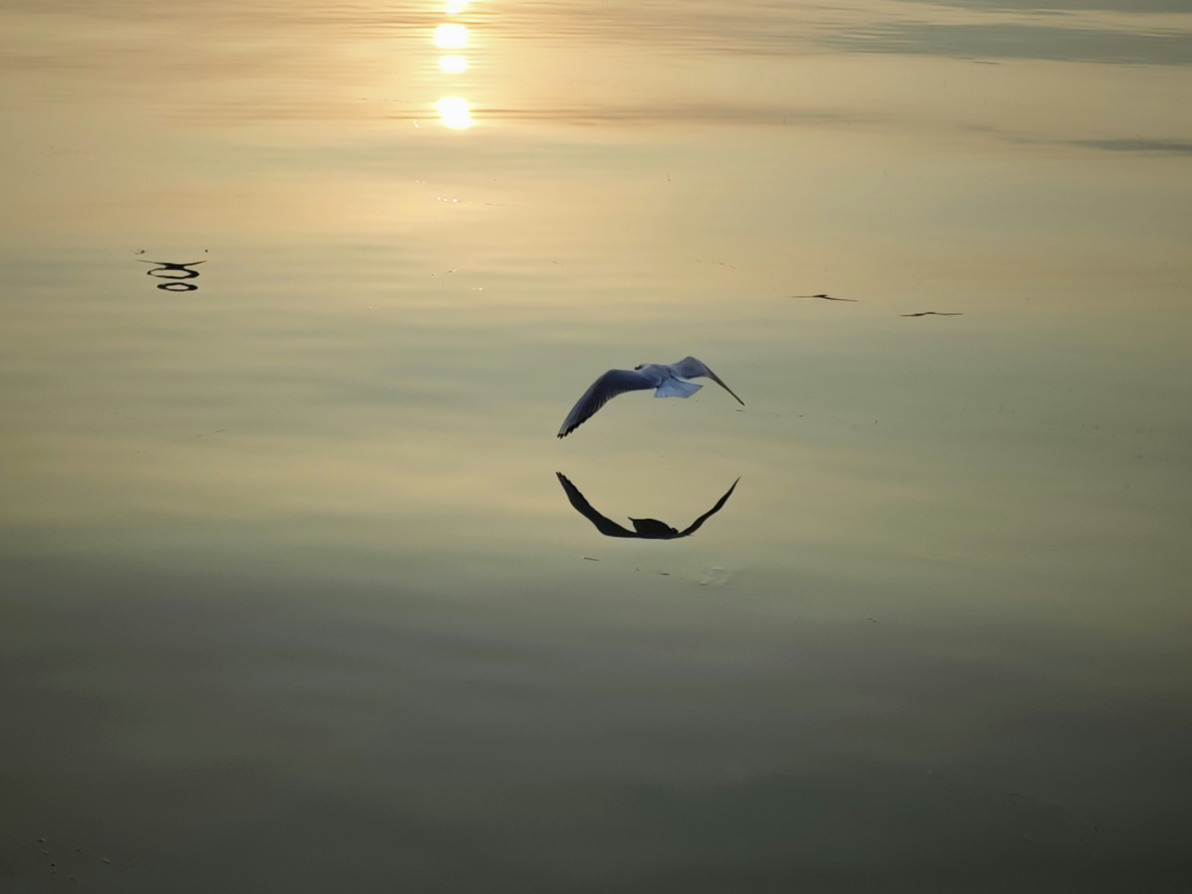 Reflection Flight: A Seagull Silhouette Above Tranquil Water at Twilight