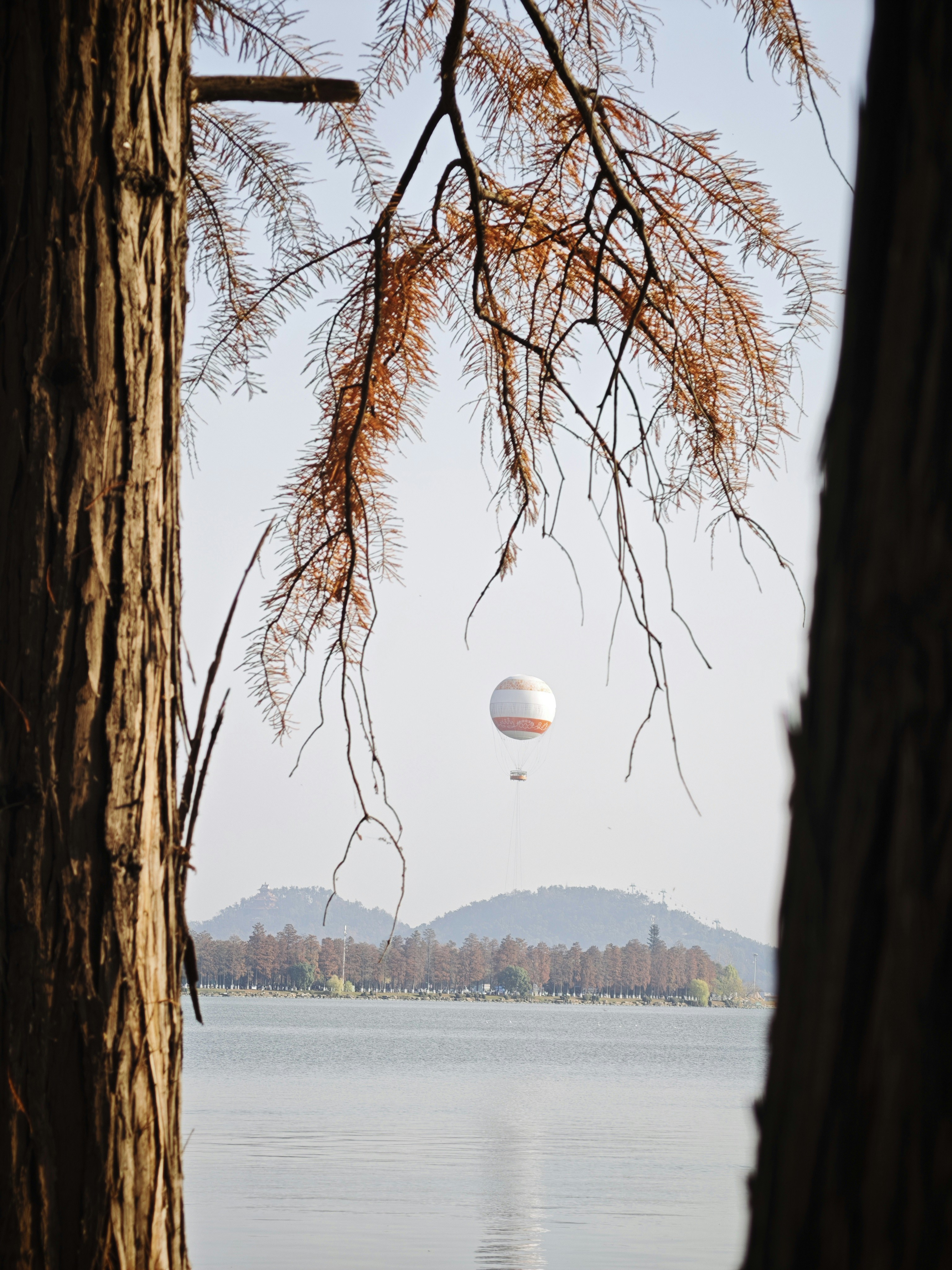Between Towering Pines: A Distant Ballon Over Calm Waters