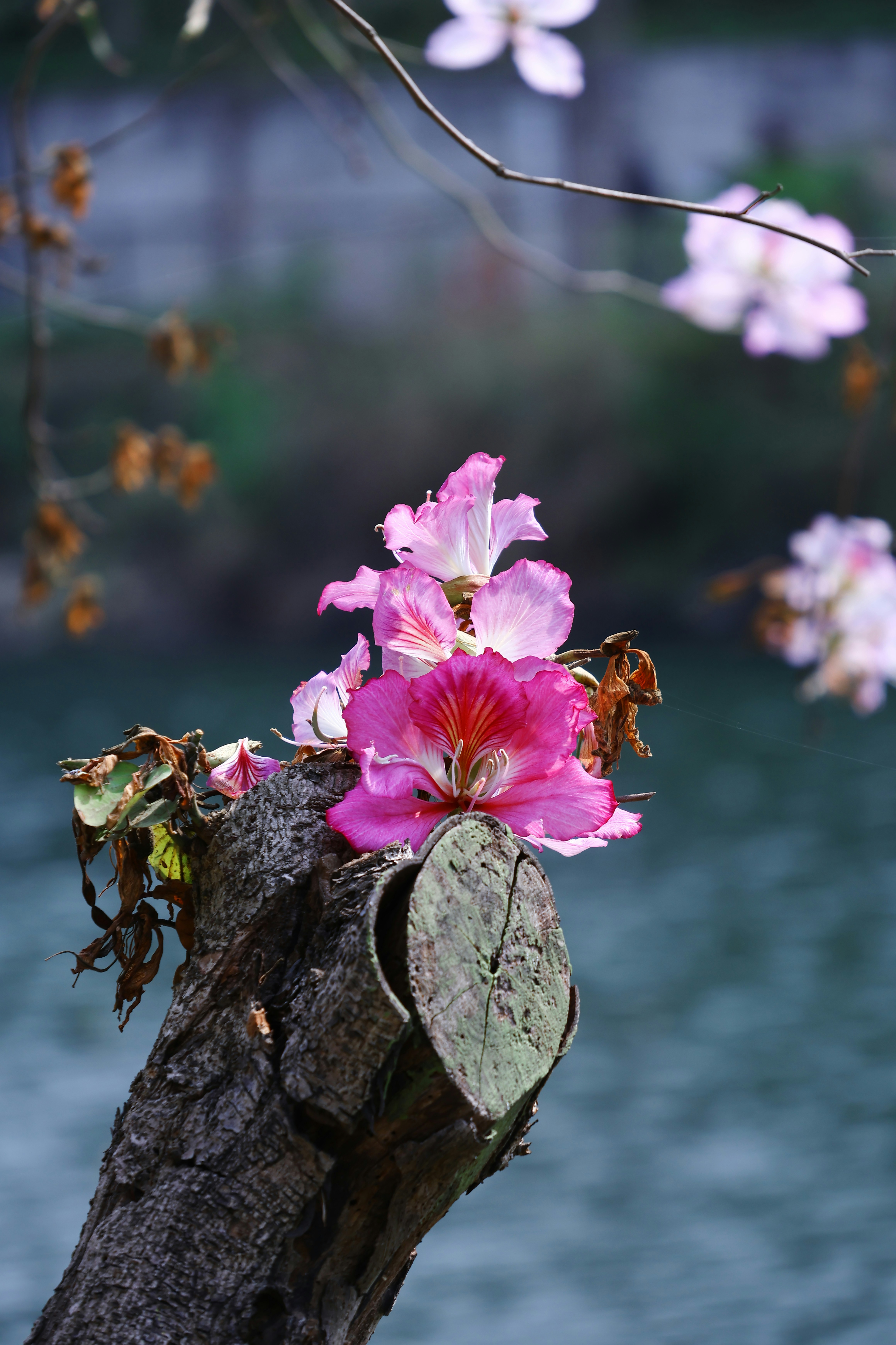 Pink Flower Cluster Emerging from Weathered Split Log by Calm Water